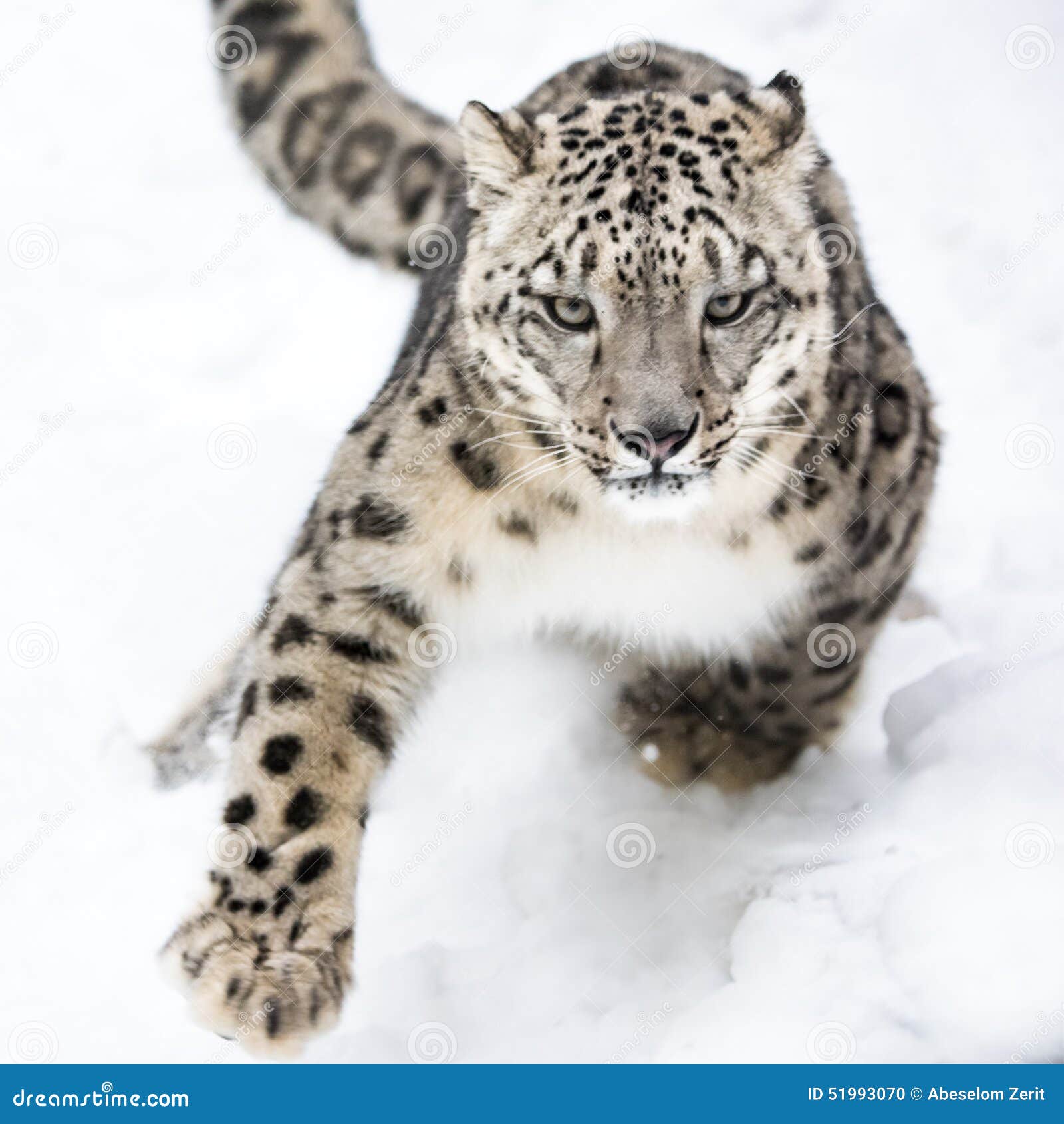 Snow Leopard on the Prowl VI Stock Photo - Image of williams, nature ...