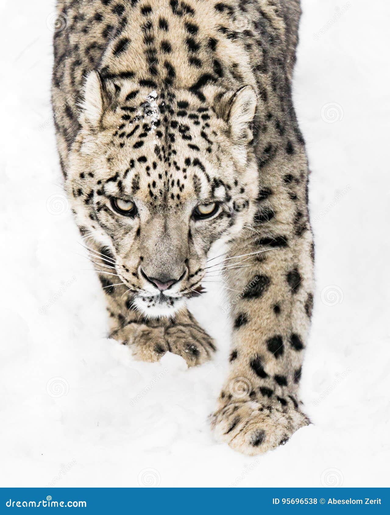 Snow Leopard on the Prowl X Stock Photo - Image of snow, snowfall: 95696538