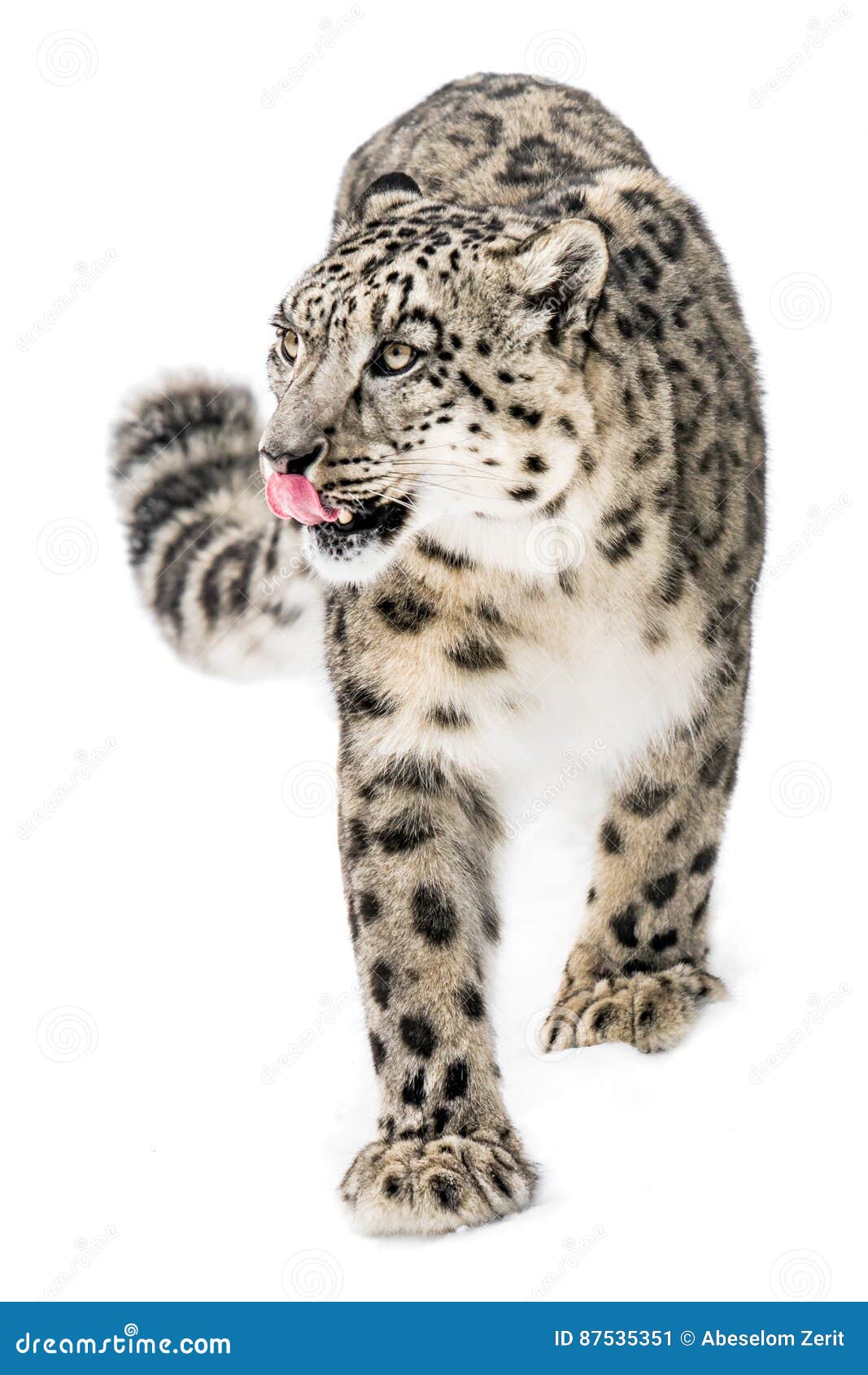 Snow Leopard on the Prowl XIII Stock Image - Image of snowflakes ...