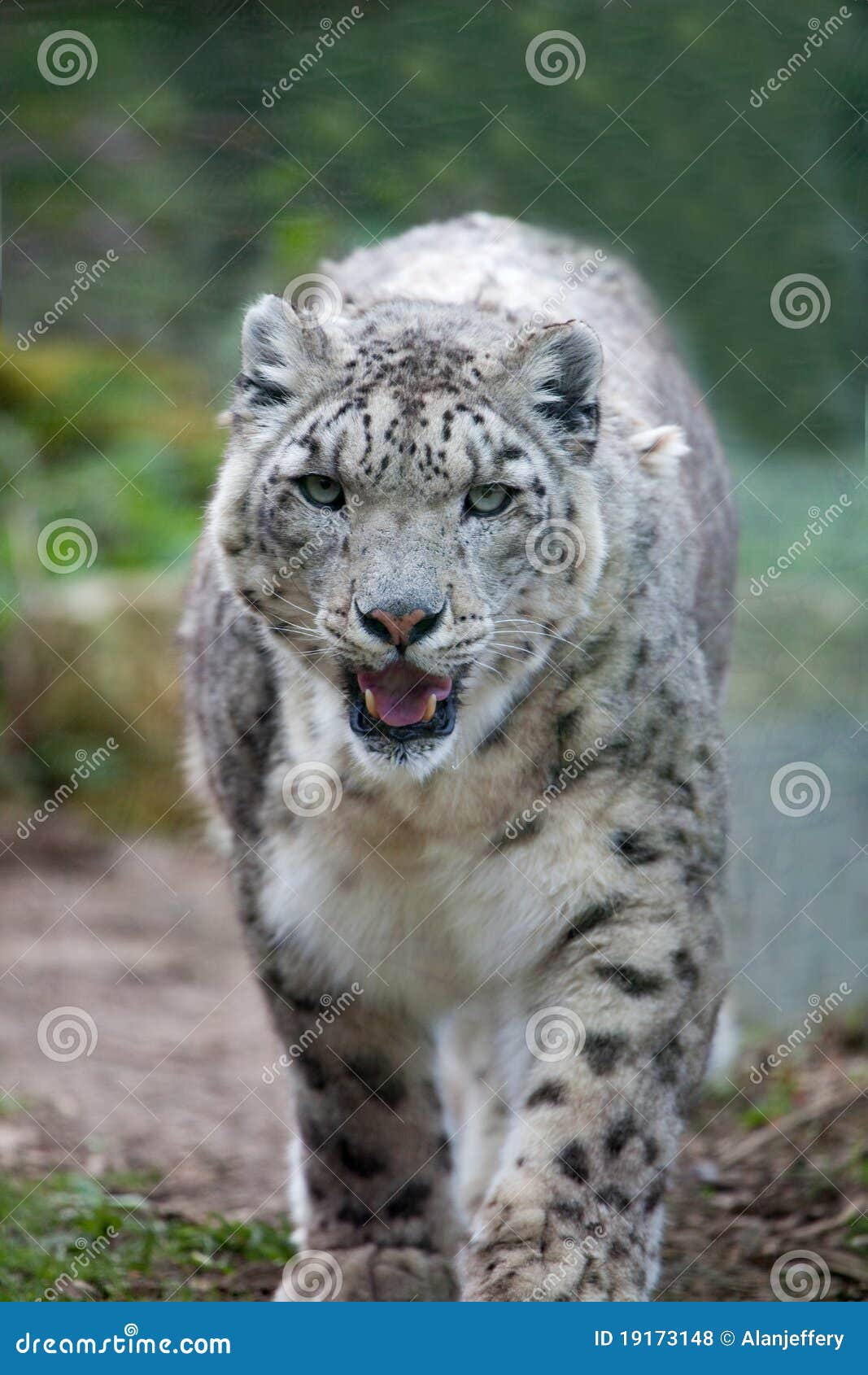 Snow Leopard Prowling stock photo. Image of uncia, wildlife - 19173148