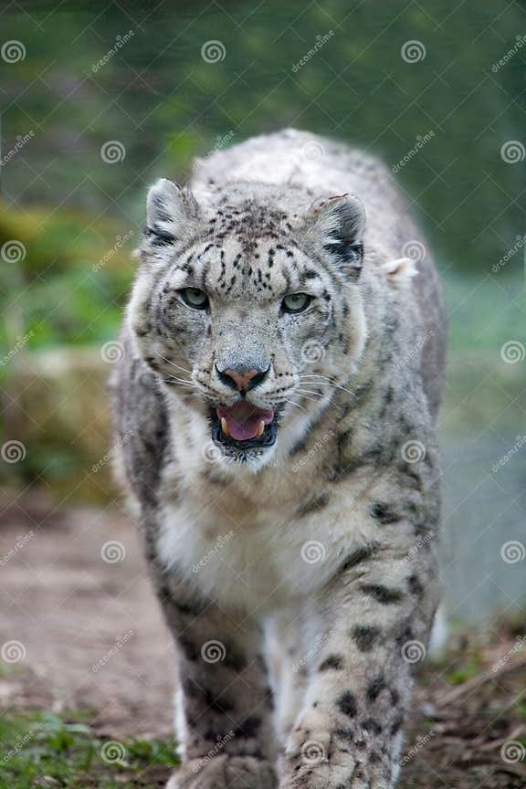 Snow Leopard Prowling stock photo. Image of uncia, wildlife - 19173148