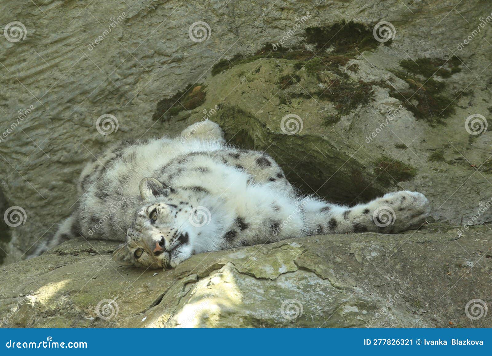 Relaxing snow leopard stock image. Image of carnivore - 277826321