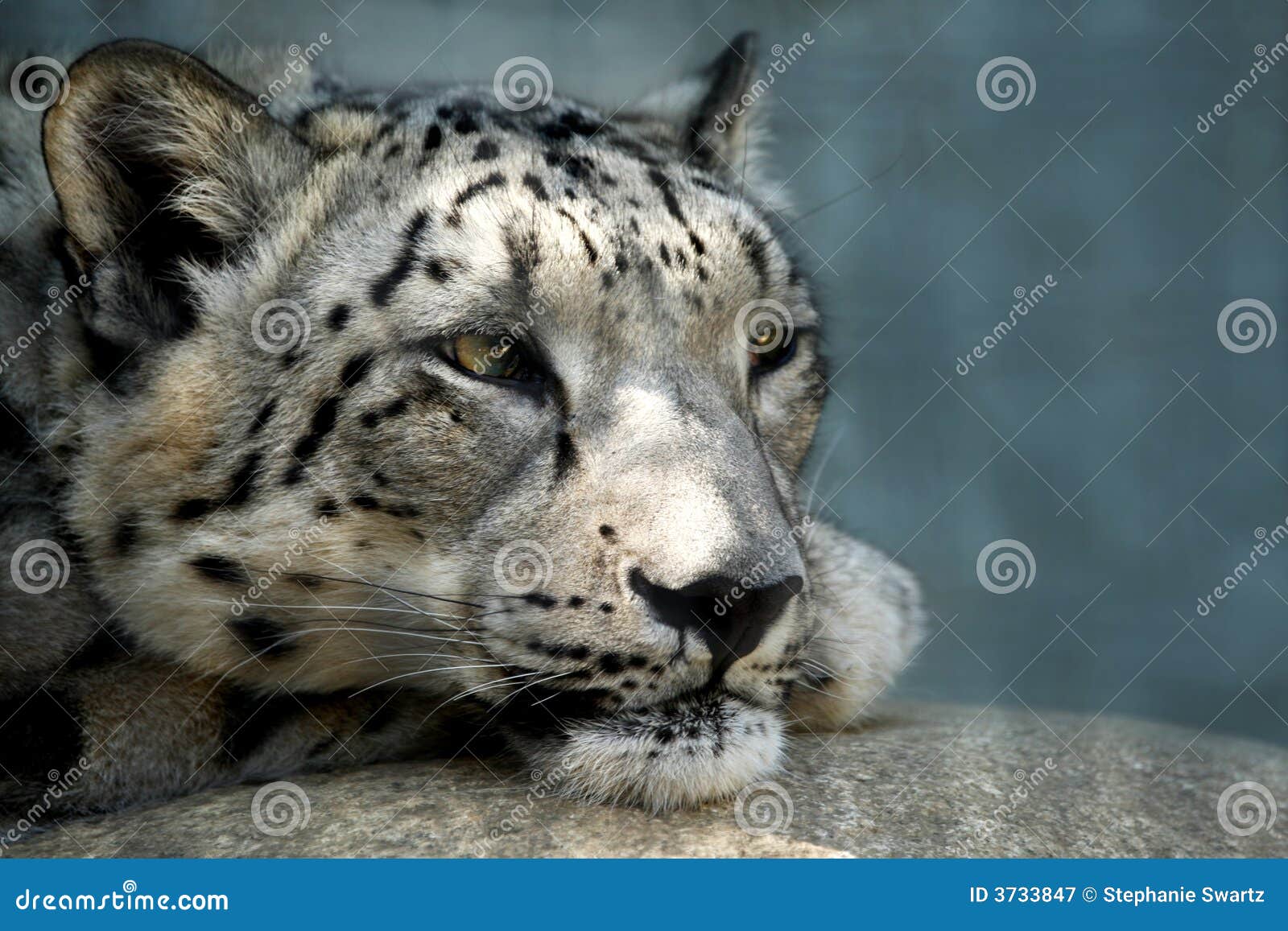 Snow Leopard Resting on a Rock Stock Image - Image of endangered, jaws ...