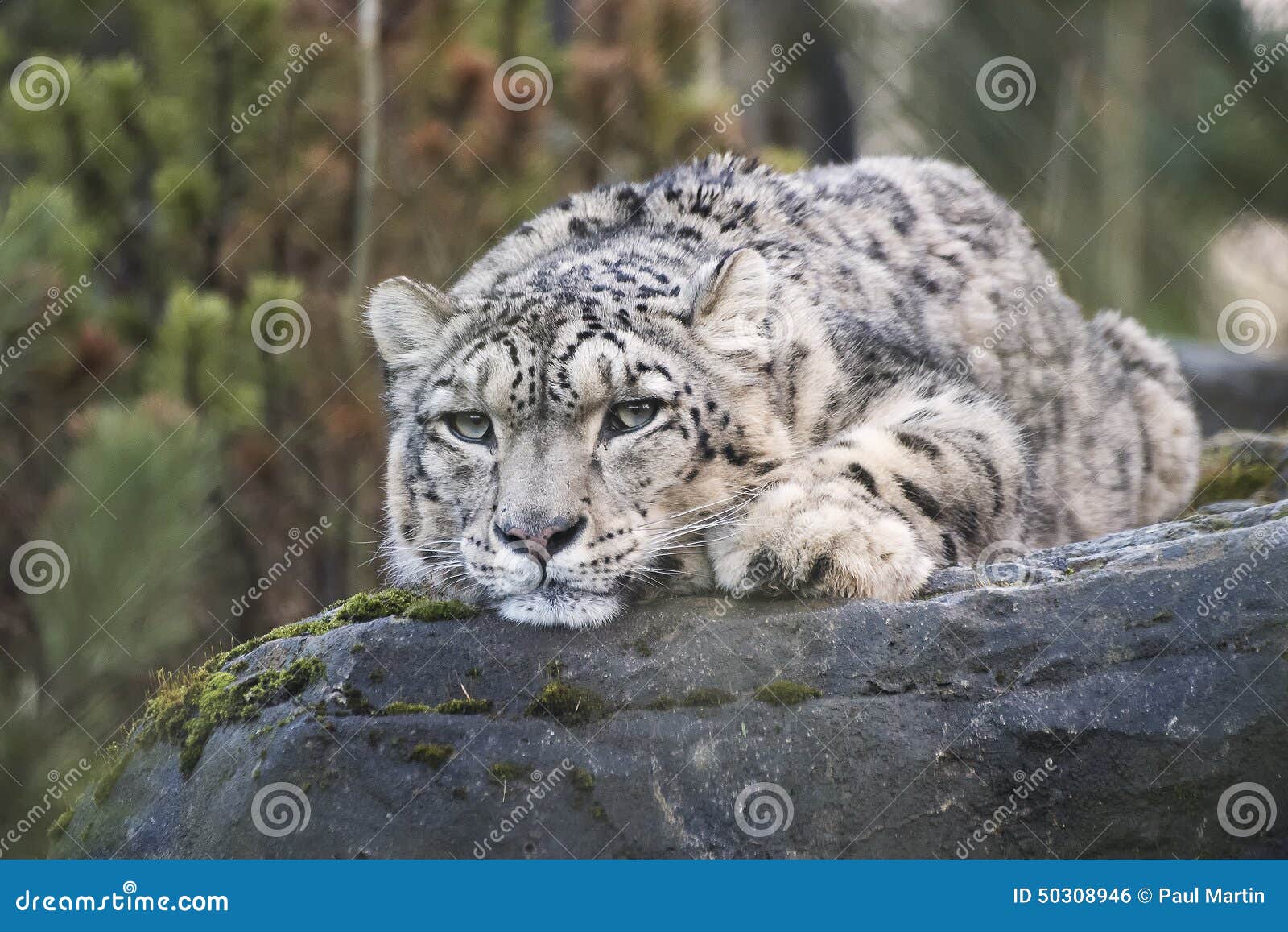 Snow Leopard stock photo. Image of snow, mammal, leopard - 50308946