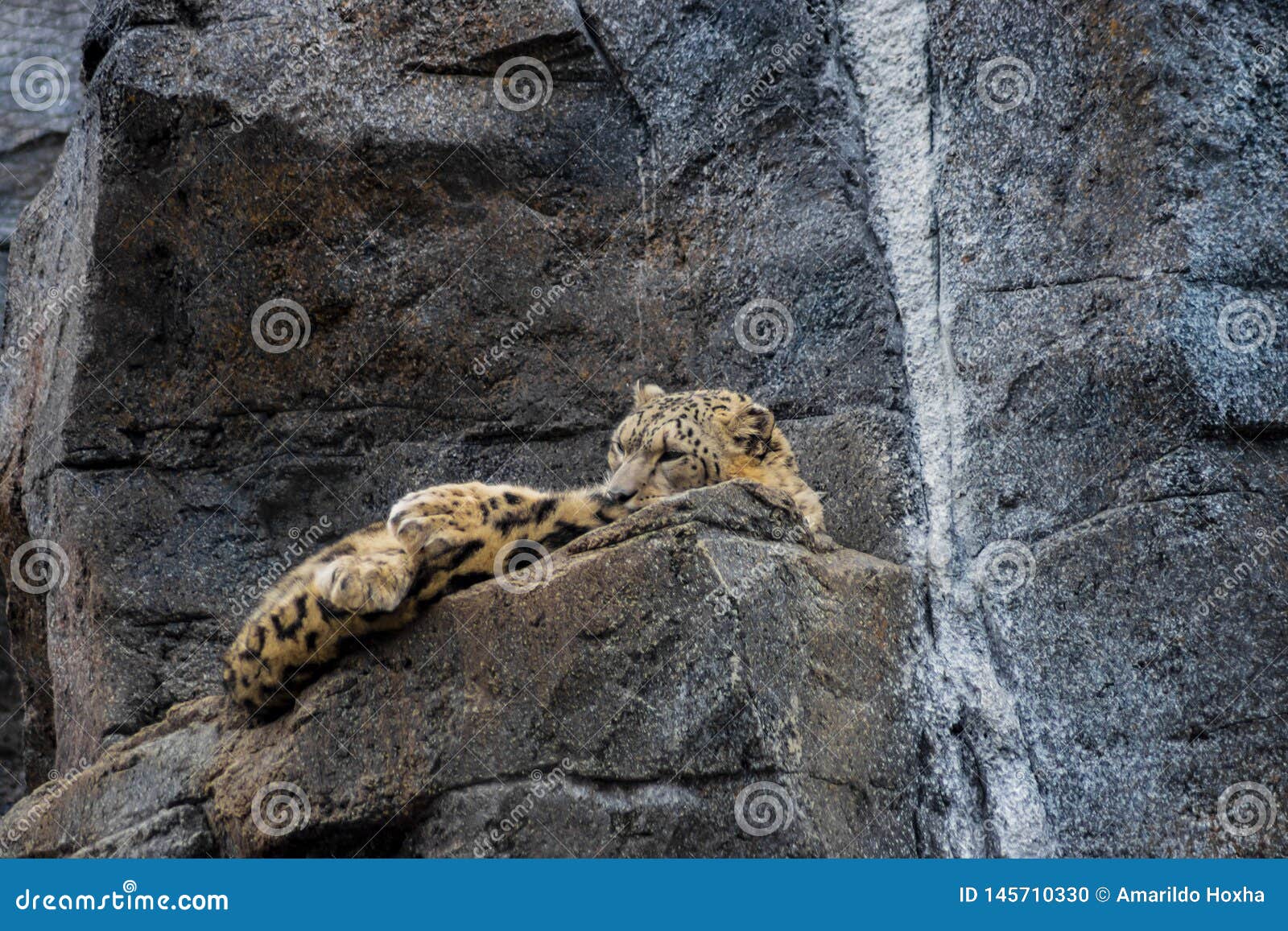 Snow Leopard resting editorial image. Image of leopard - 145710330