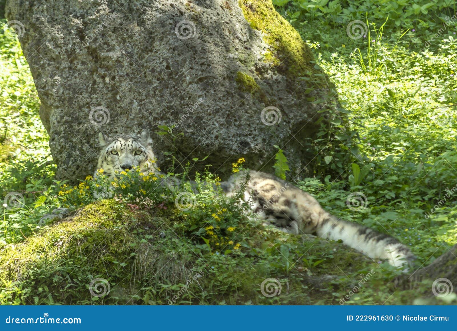 Snow Leopard Resting on Shadow Stock Photo - Image of danger, hunter ...