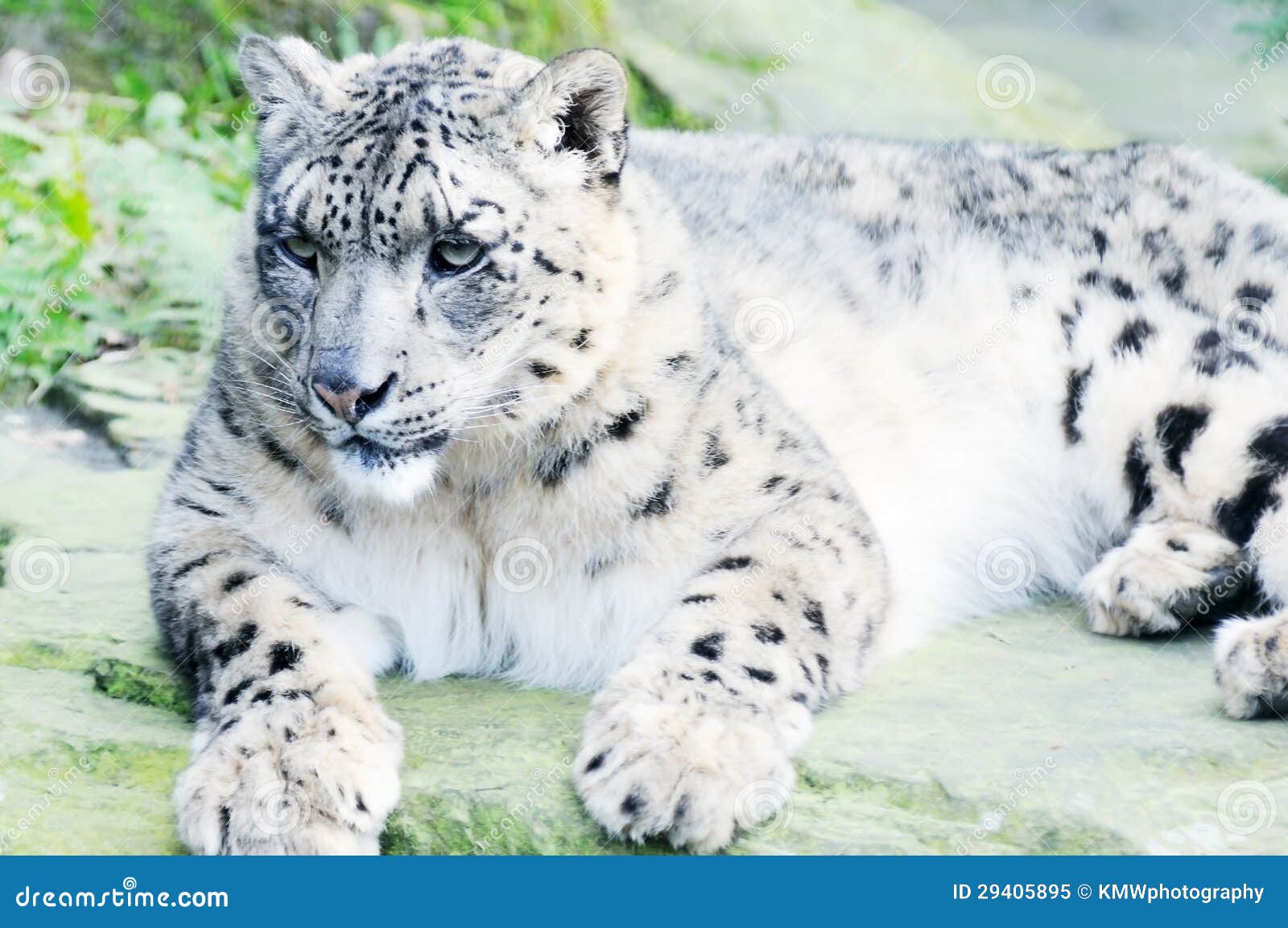 Snow leopard on rock stock image. Image of mammal, species - 29405895