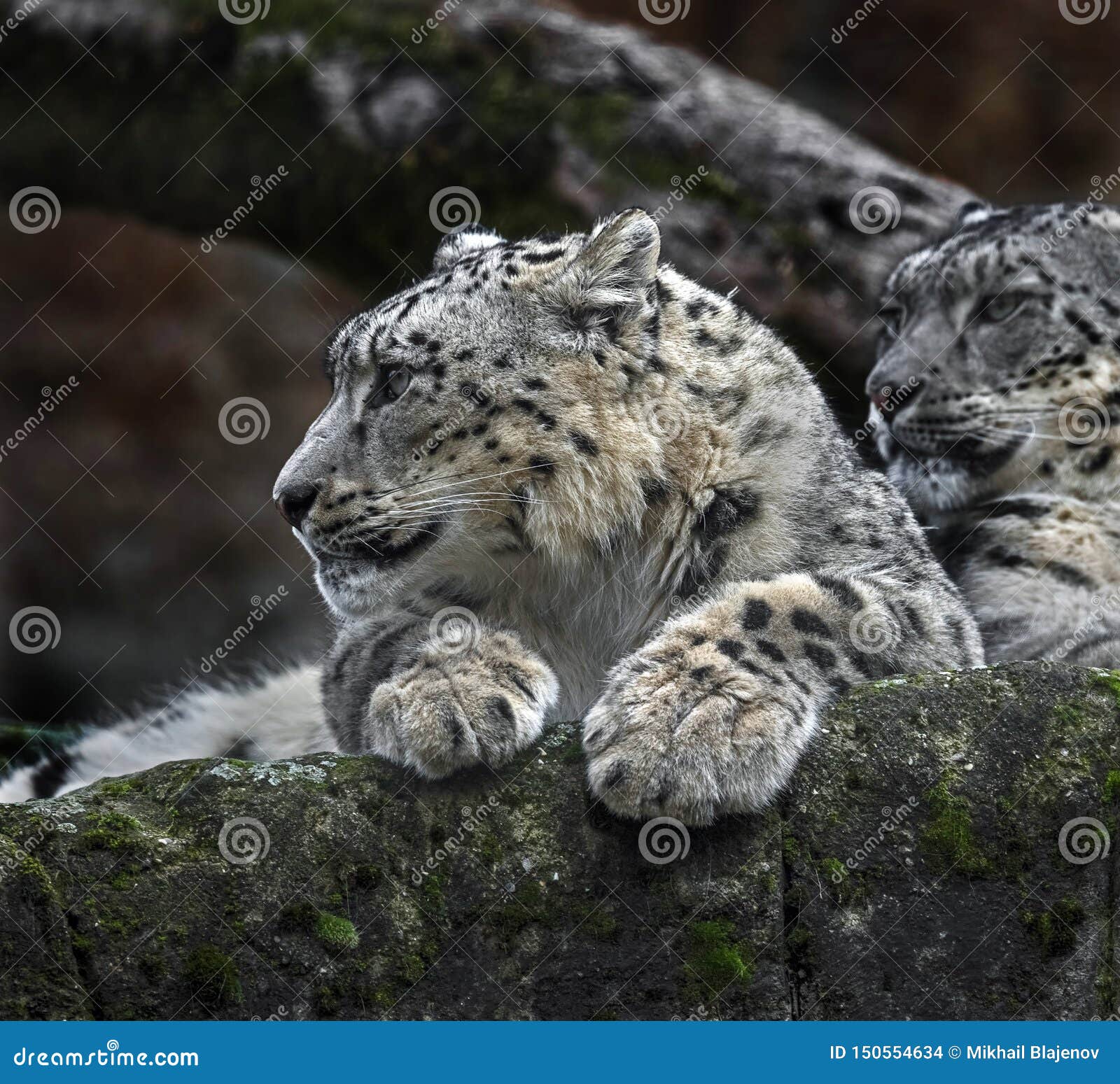 Snow leopard on the rock 8 stock photo. Image of tail - 150554634