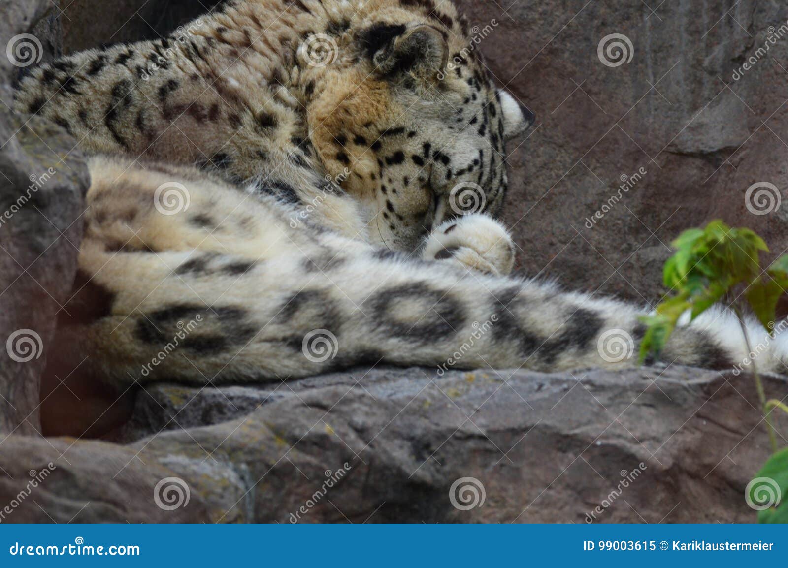 Snow Leopard on the rock stock image. Image of enrichment - 99003615