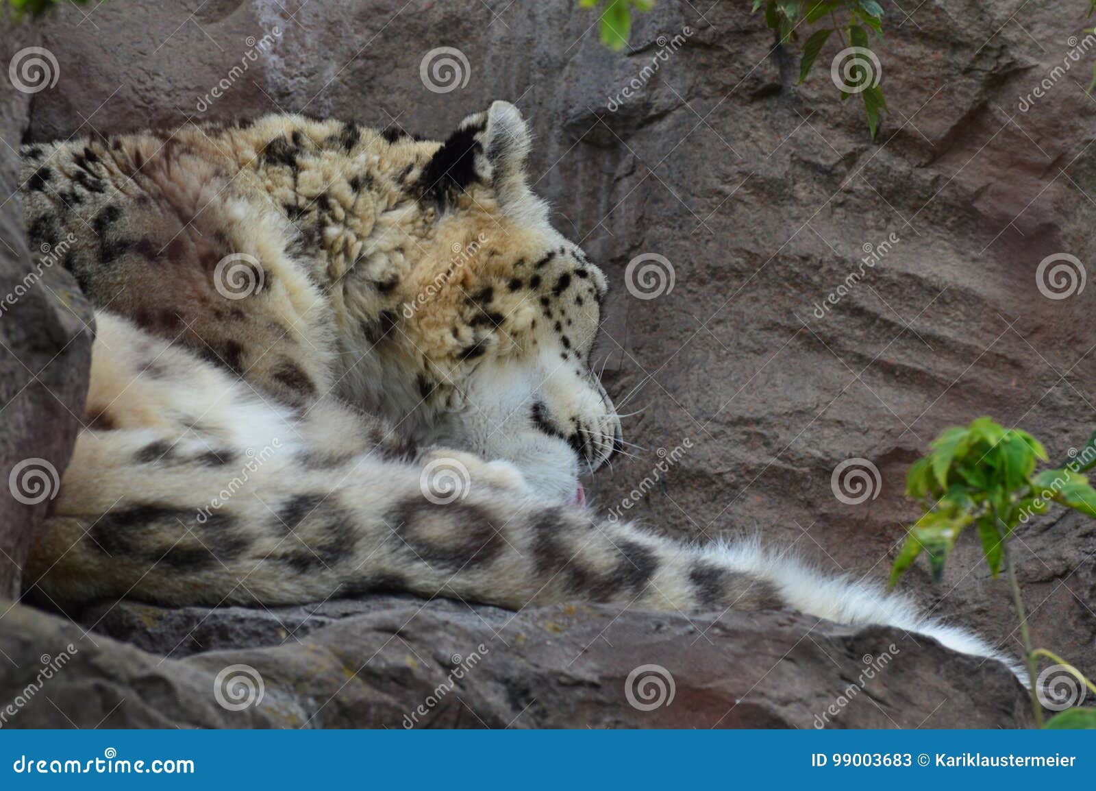 Snow Leopard on the rock stock image. Image of head, black - 99003683