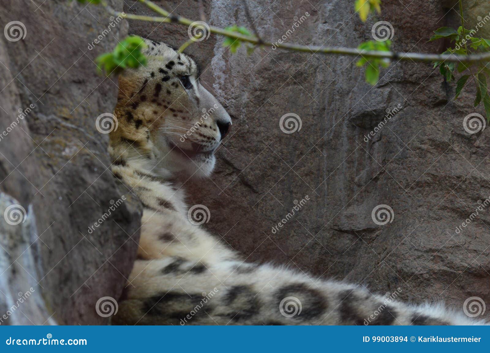 Snow Leopard on the rock stock photo. Image of habitat - 99003894