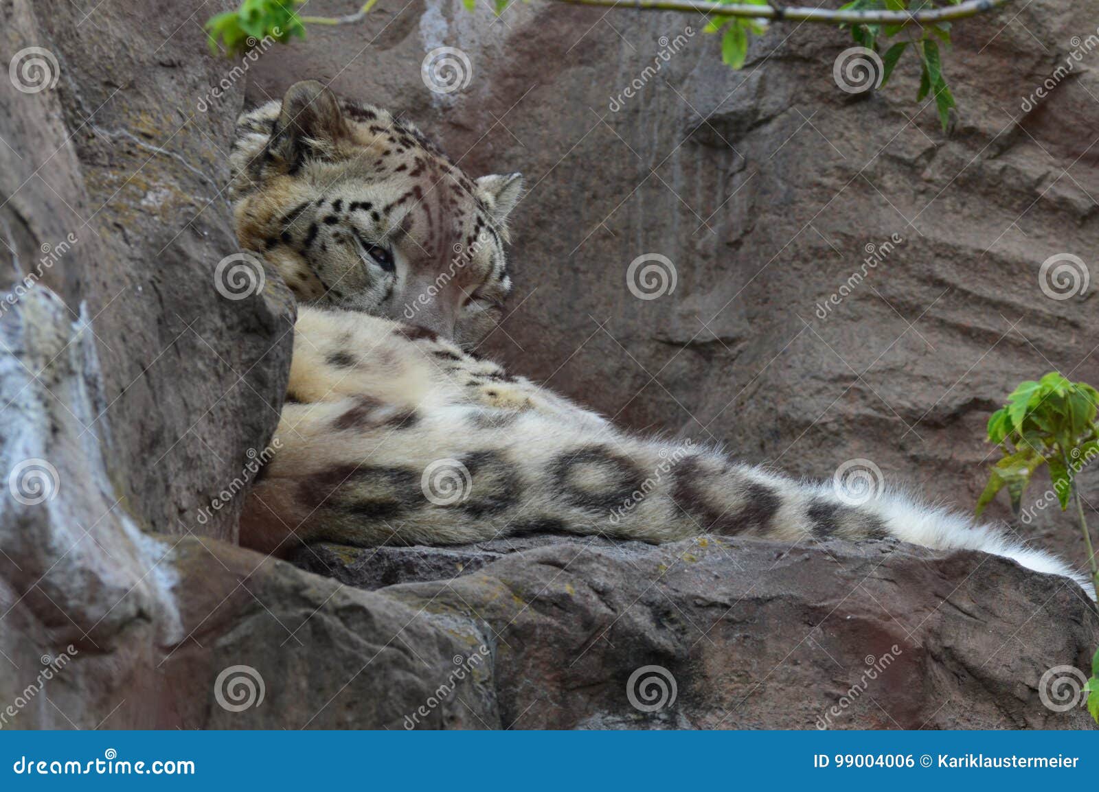 Snow Leopard on the rock stock photo. Image of curious - 99004006