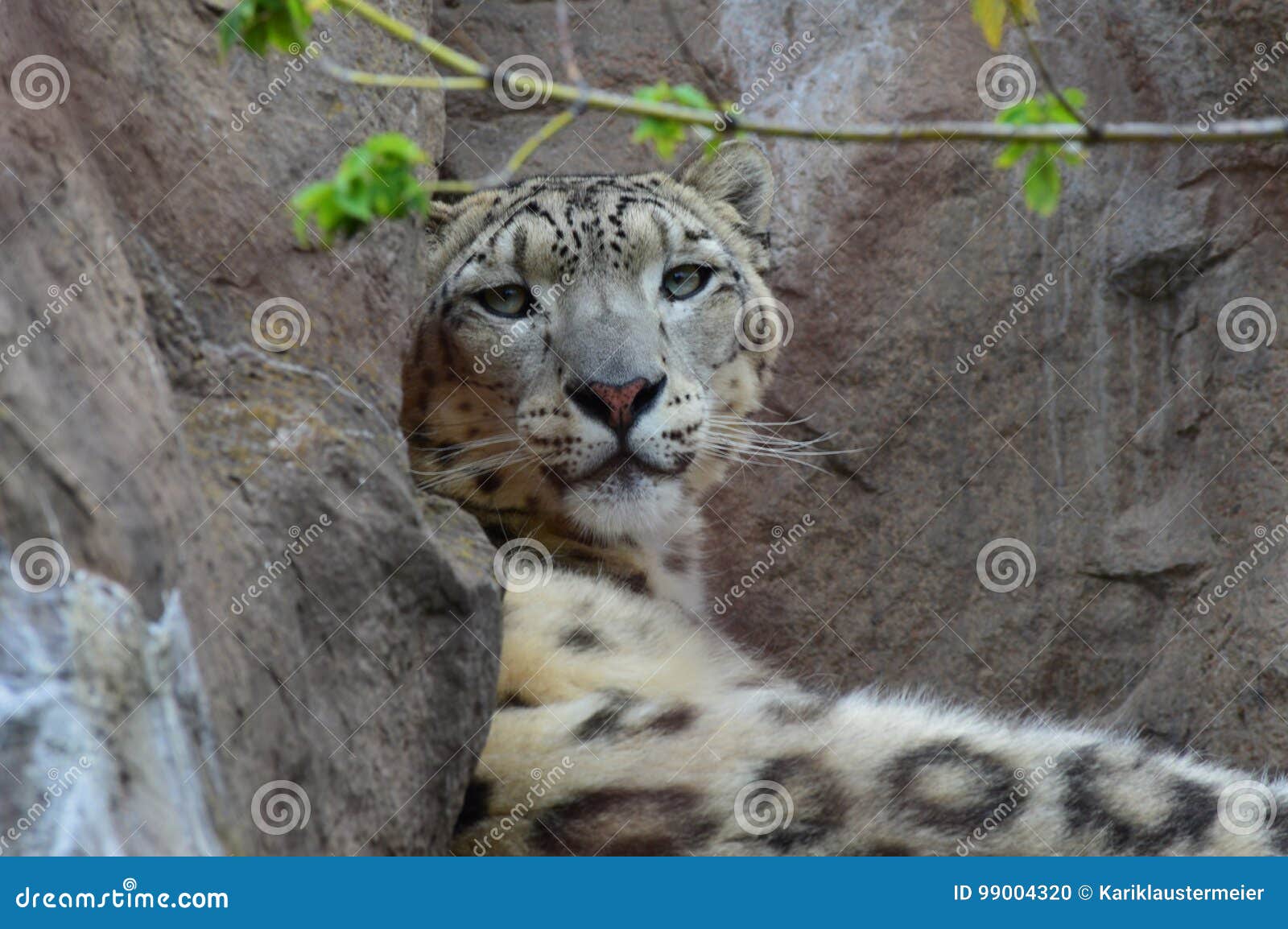 Snow Leopard on the rock stock photo. Image of side, travel - 99004320