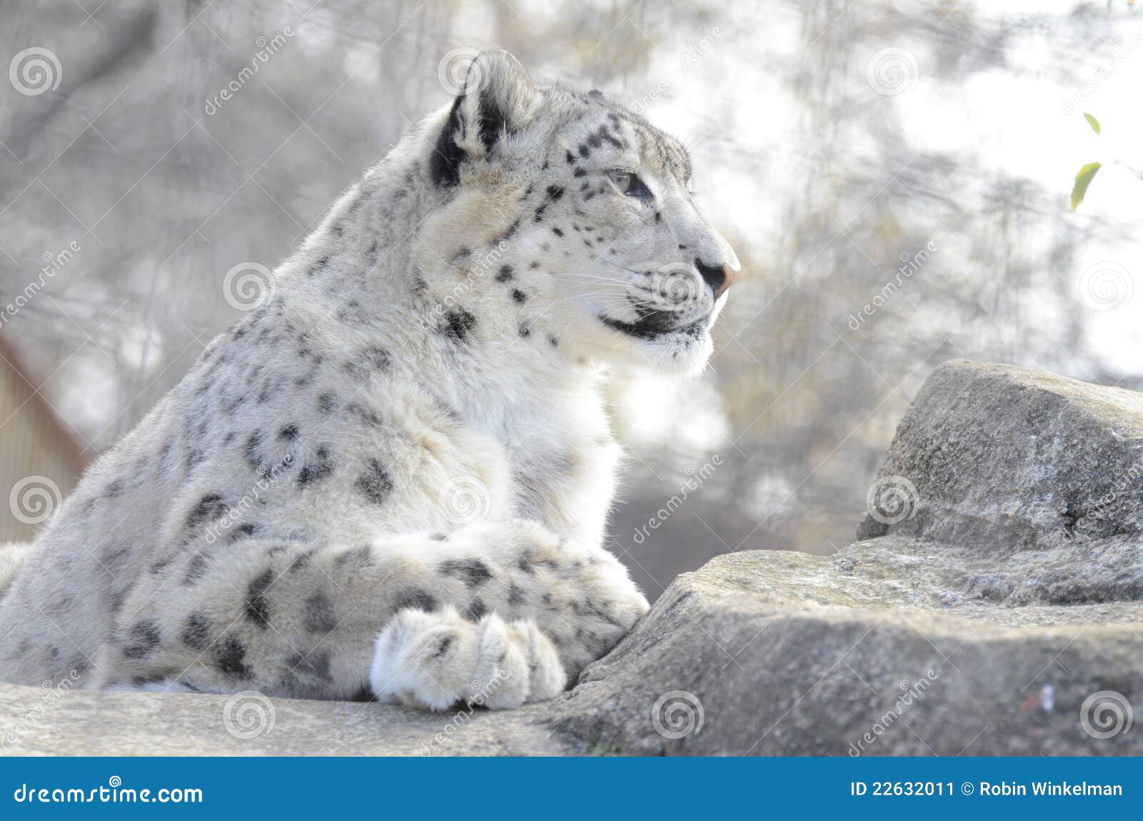 Snow leopard on rocks stock image. Image of paws, feline - 22632011
