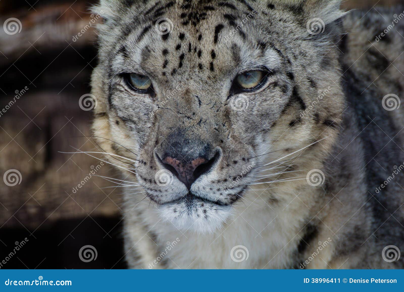 Snow Leopard s Expression stock image. Image of coat - 38996411