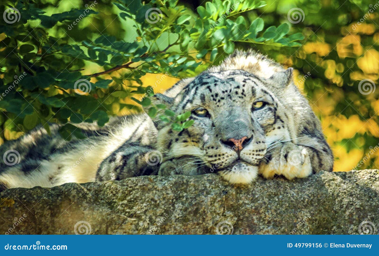 Snow leopard s resting stock photo. Image of asia, portrait - 49799156
