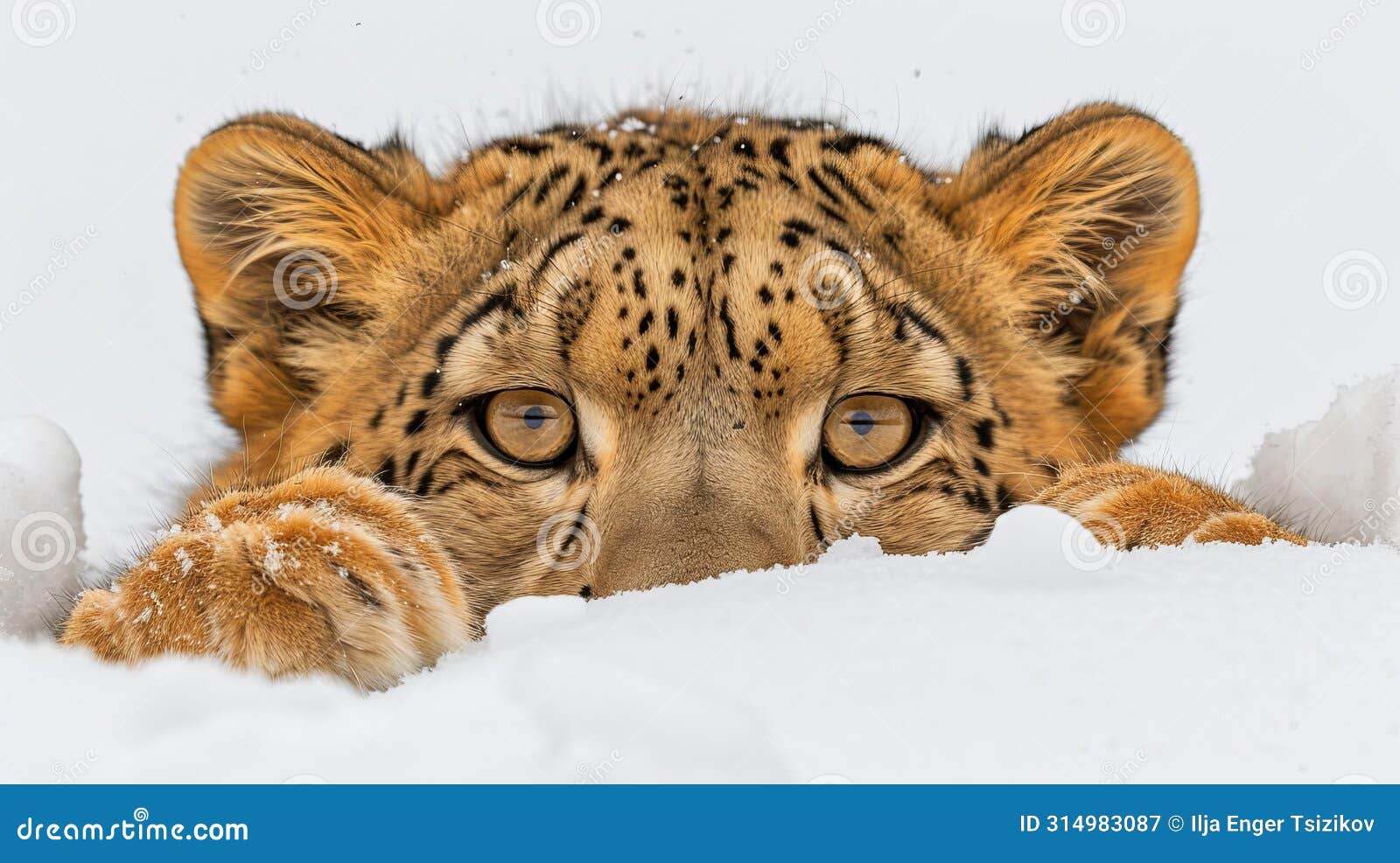 Snow Leopard Seamlessly Blending With The Snowy Background For Optimal ...
