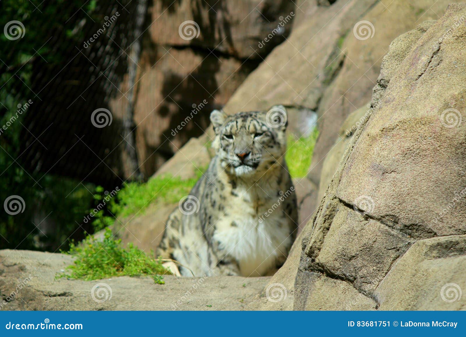 Snow Leopard stock image. Image of mountain, snow, sitting - 83681751