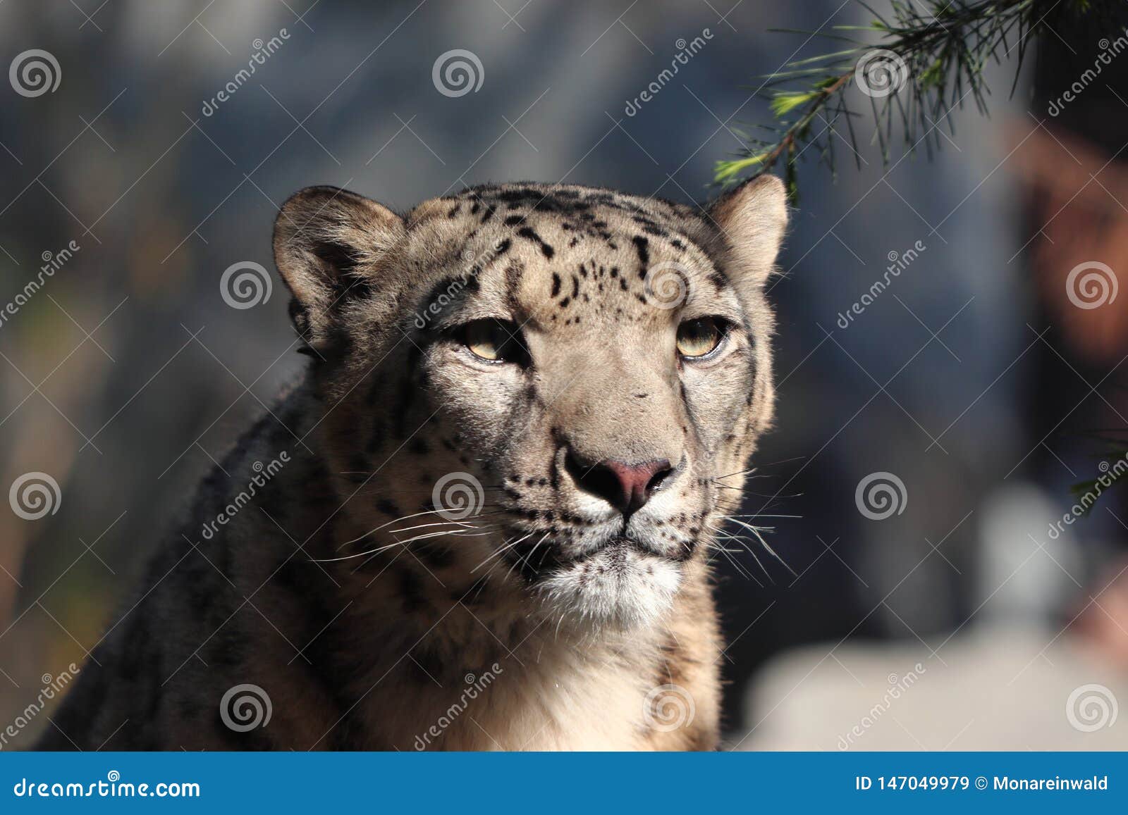 Snow Leopard Sleeping in Zoo in Leipzig in Germany Editorial Stock ...