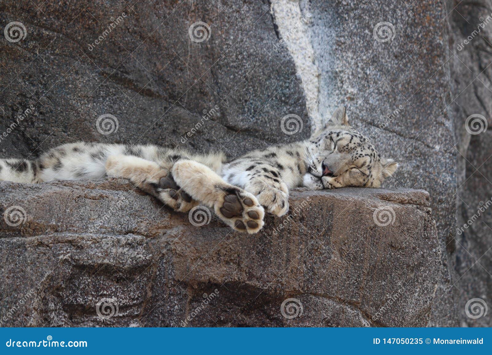 Snow Leopard Sleeping in Zoo in Leipzig in Germany Editorial Image ...