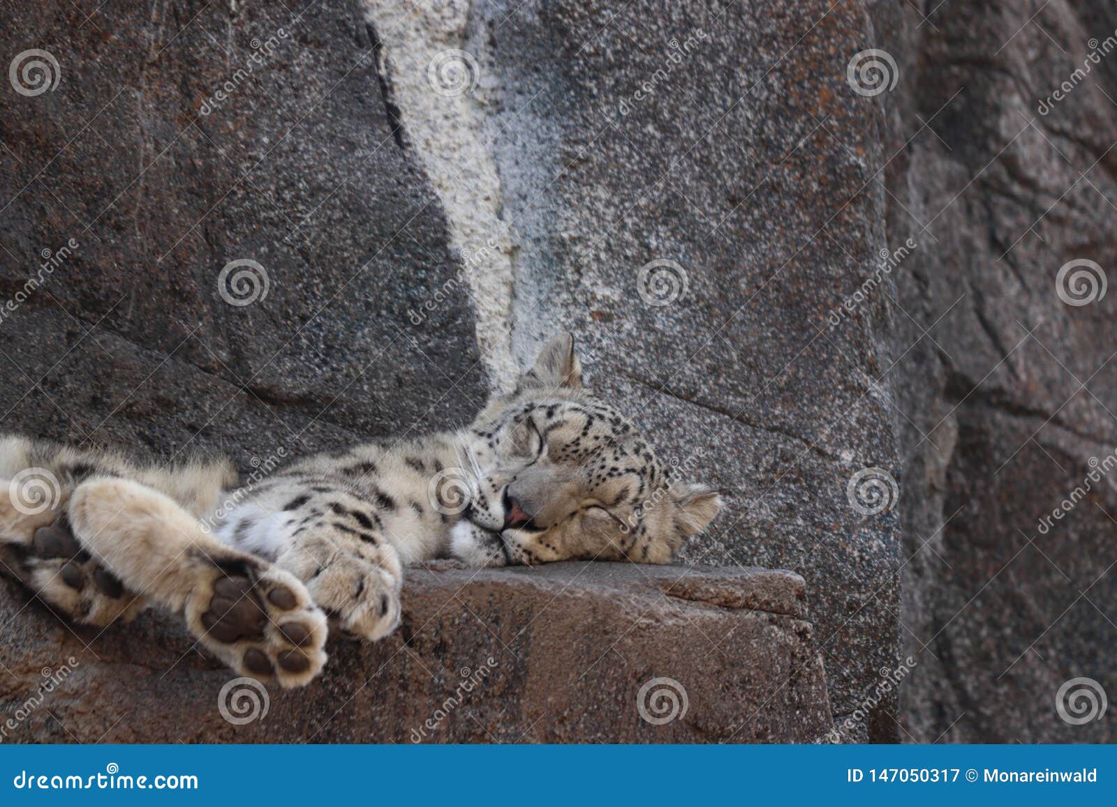 Snow Leopard Sleeping in Zoo in Leipzig in Germany Editorial ...
