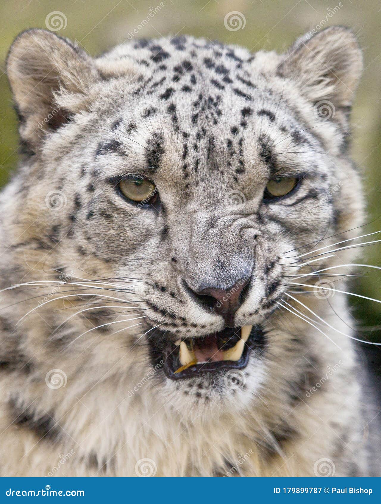 Snow Leopard snarl stock image. Image of leopard, plain - 179899787