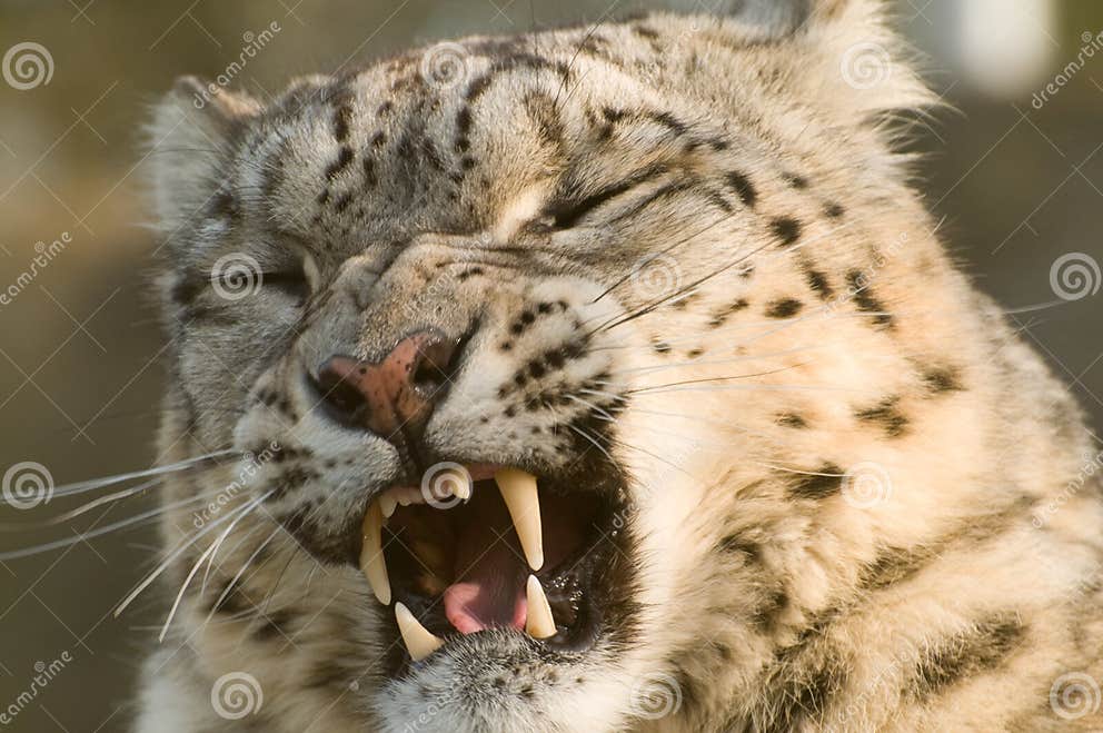 Snow leopard snarling stock photo. Image of england, snarl - 24230208