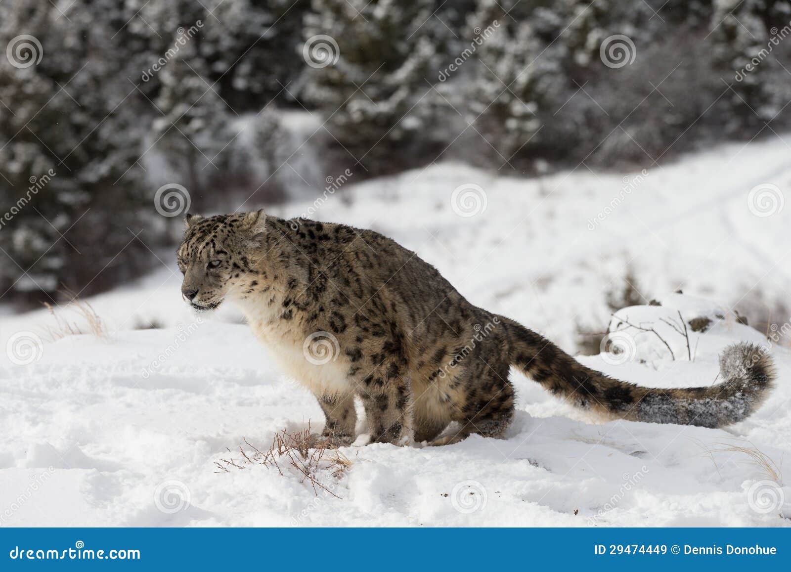 Snow Leopard on Snow Covered Hillside Stock Image - Image of winter ...