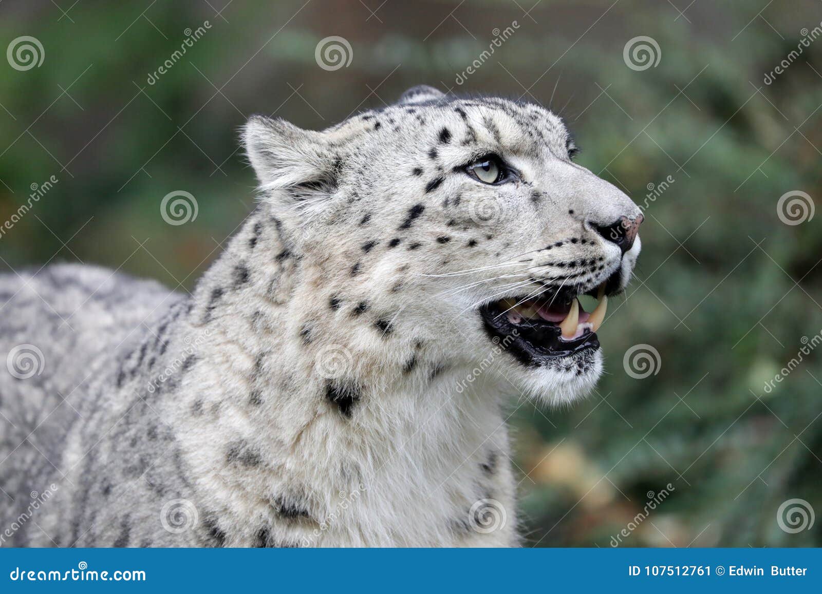 Snow Leopard stock image. Image of spots, feline, welsh - 107512761