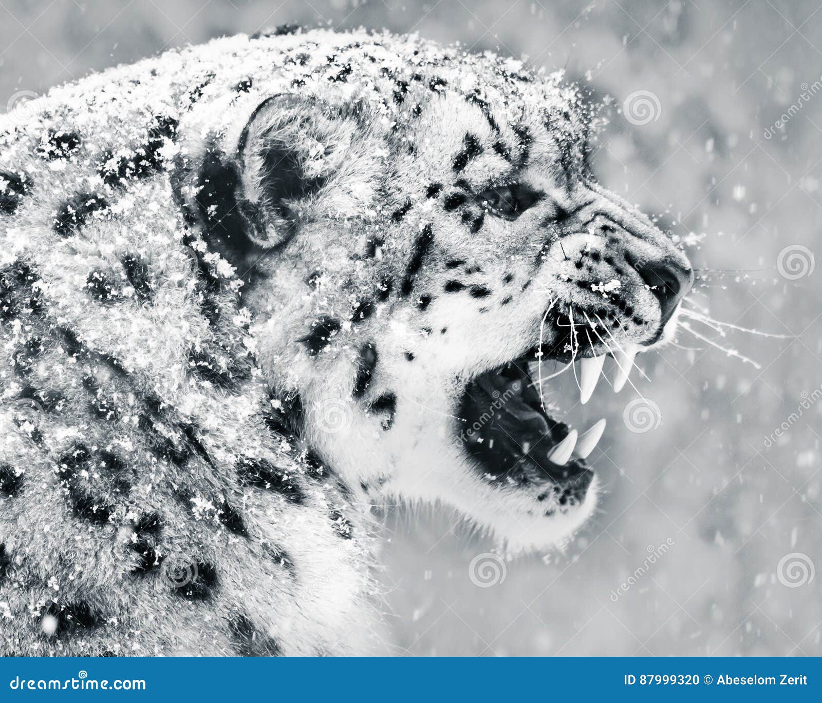 Snow Leopard in Snow Storm II Stock Photo - Image of fauna, snowing ...
