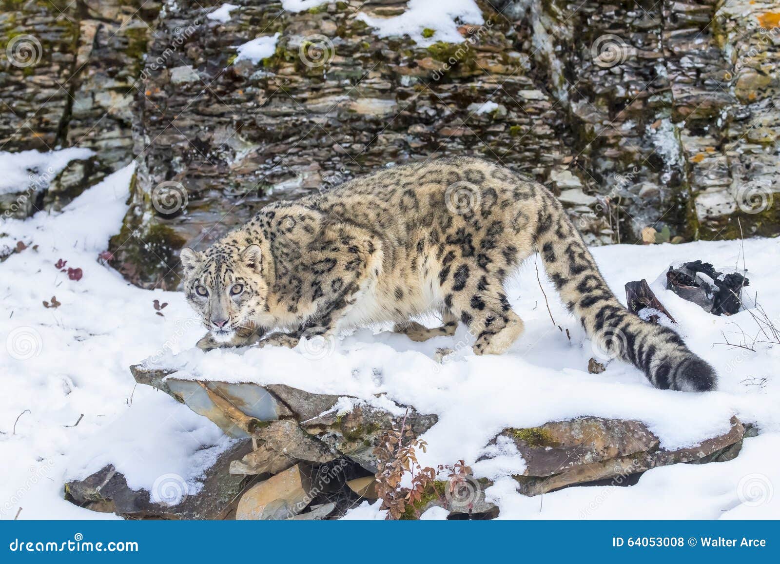 Snow Leopard stock photo. Image of safari, nature, endangered - 64053008