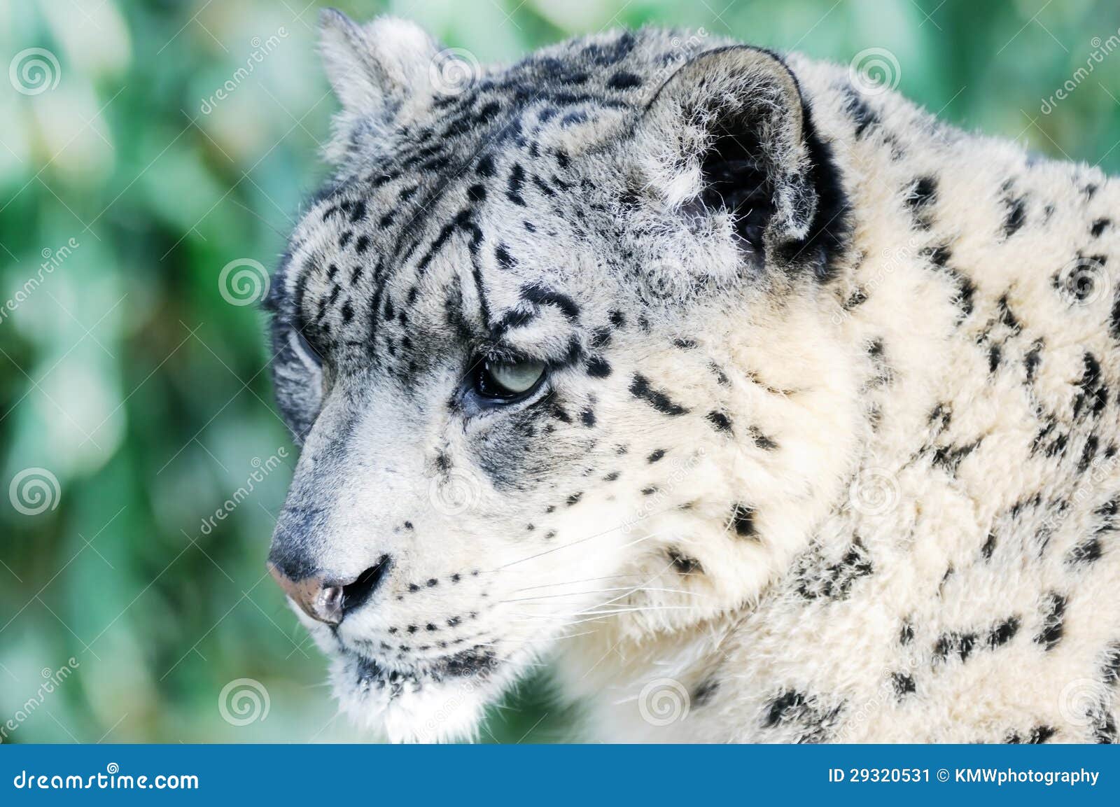 Snow Leopard Stalking stock image. Image of powerful - 29320531