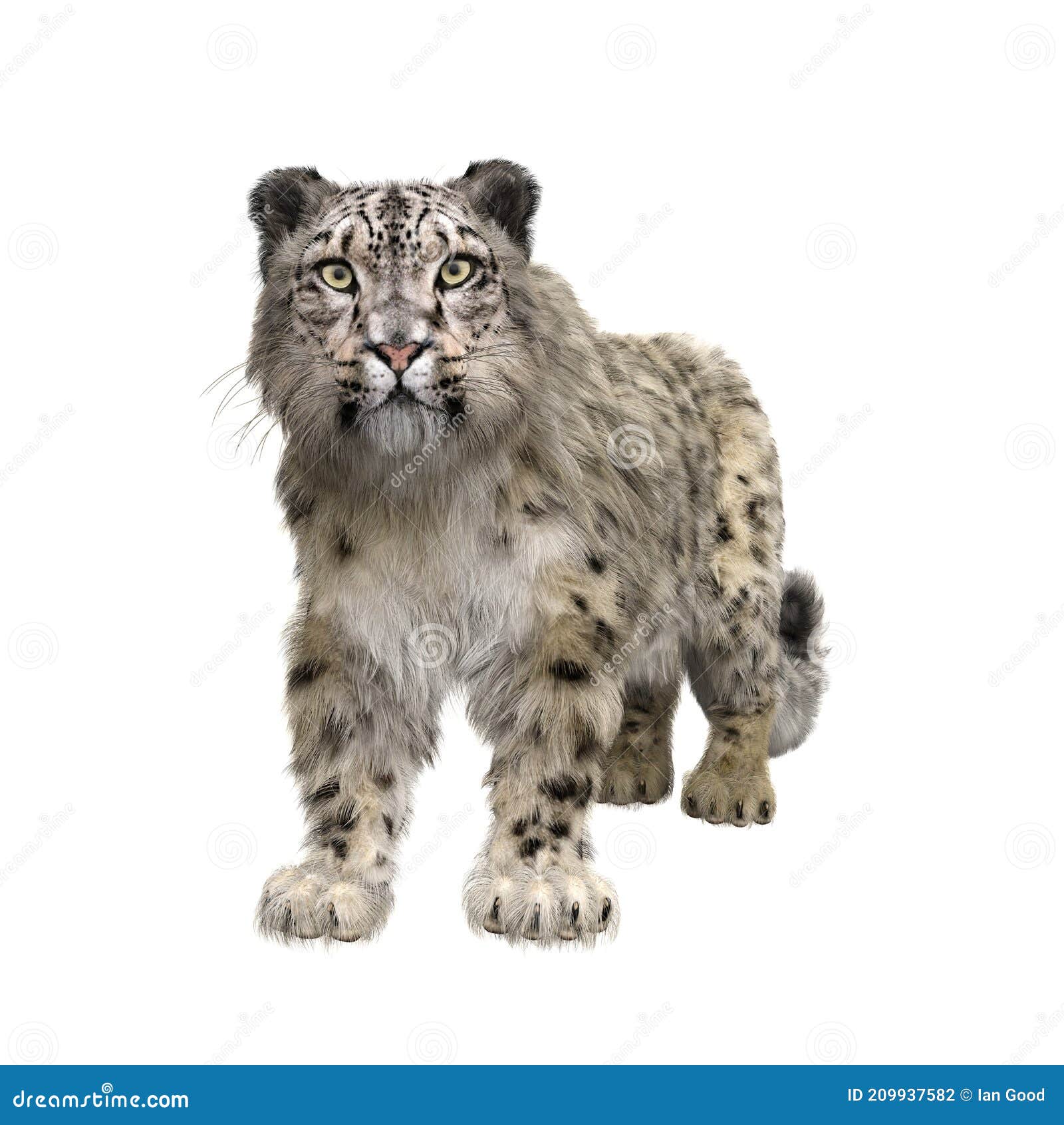 Snow Leopard Standing