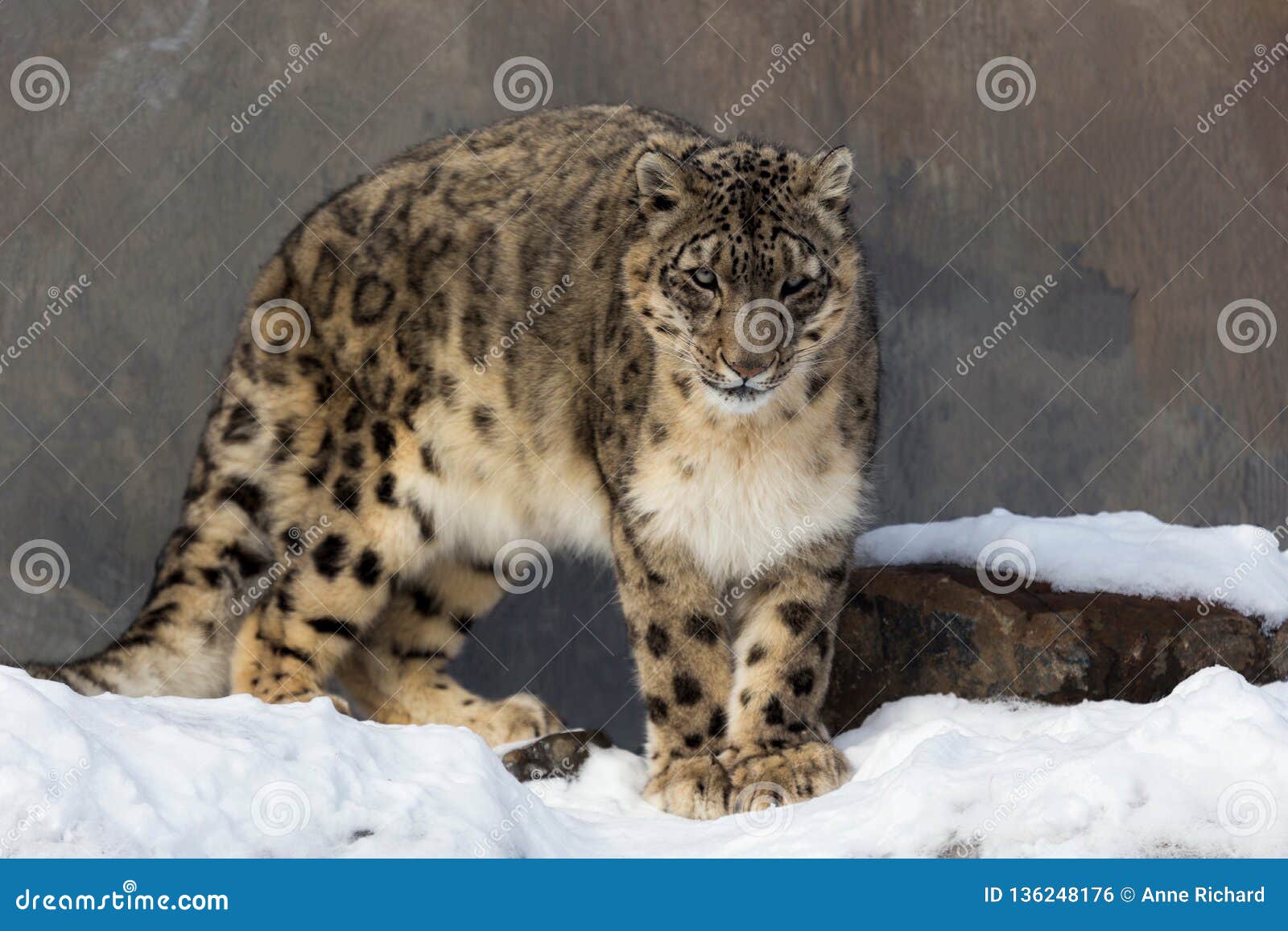Snow Leopard Standing in Snow Staring Ahead Stock Photo - Image of mean ...