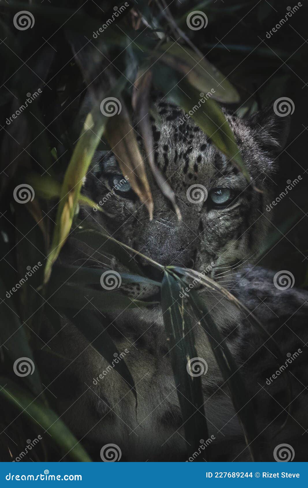 Snow leopard staring at me stock photo. Image of wildlife - 227689244