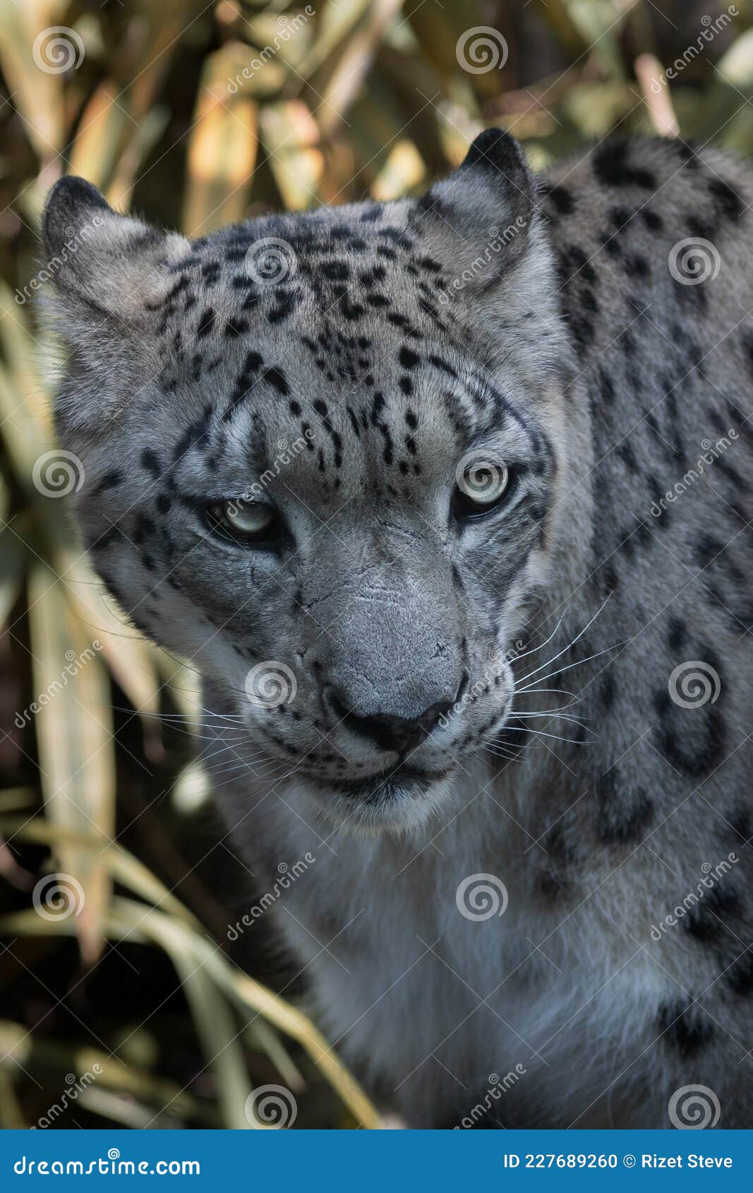 Snow leopard staring at me stock photo. Image of whiskers - 227689260