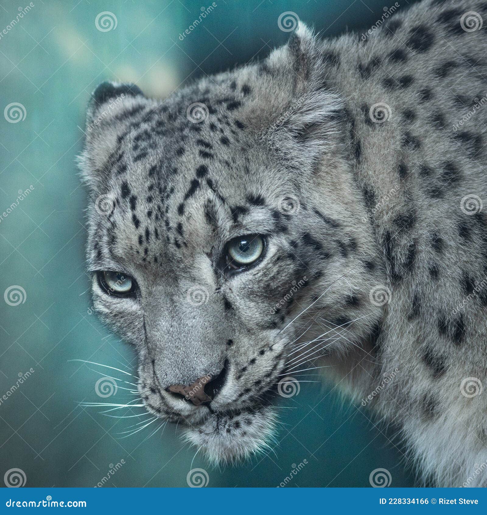 Snow Leopard Staring at Us with Her Beautiful Eyes Stock Photo - Image ...