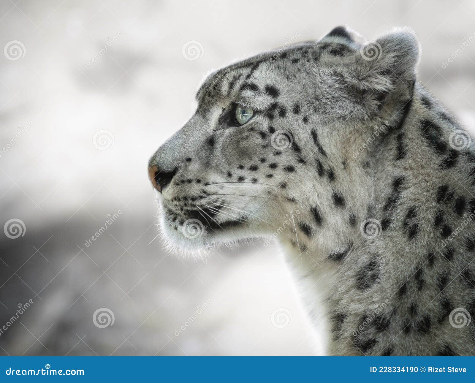 Snow Leopard Staring at Us with Her Beautiful Eyes Stock Photo - Image ...