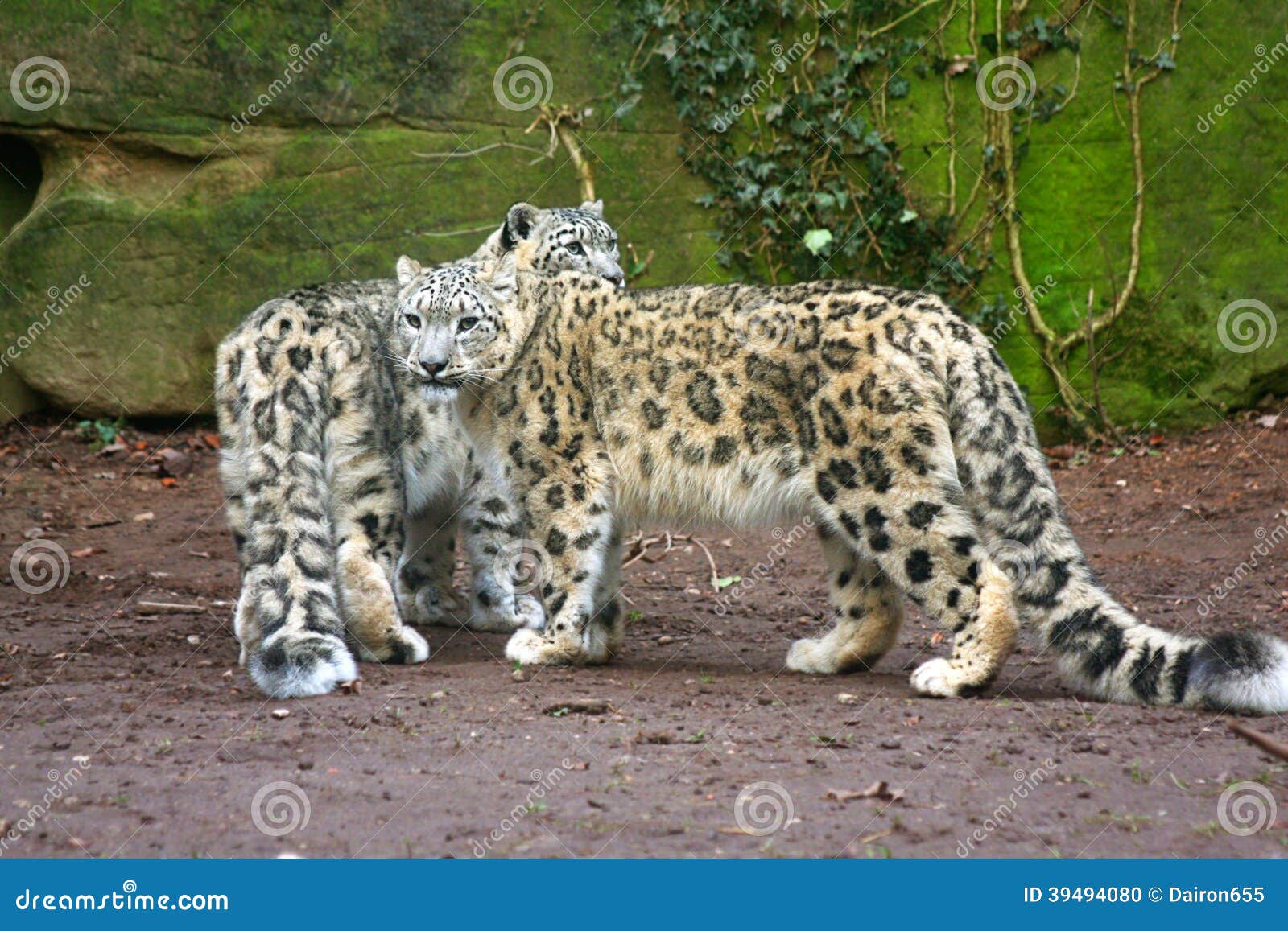 Snow leopard stock photo. Image of panthera, environment - 39494080