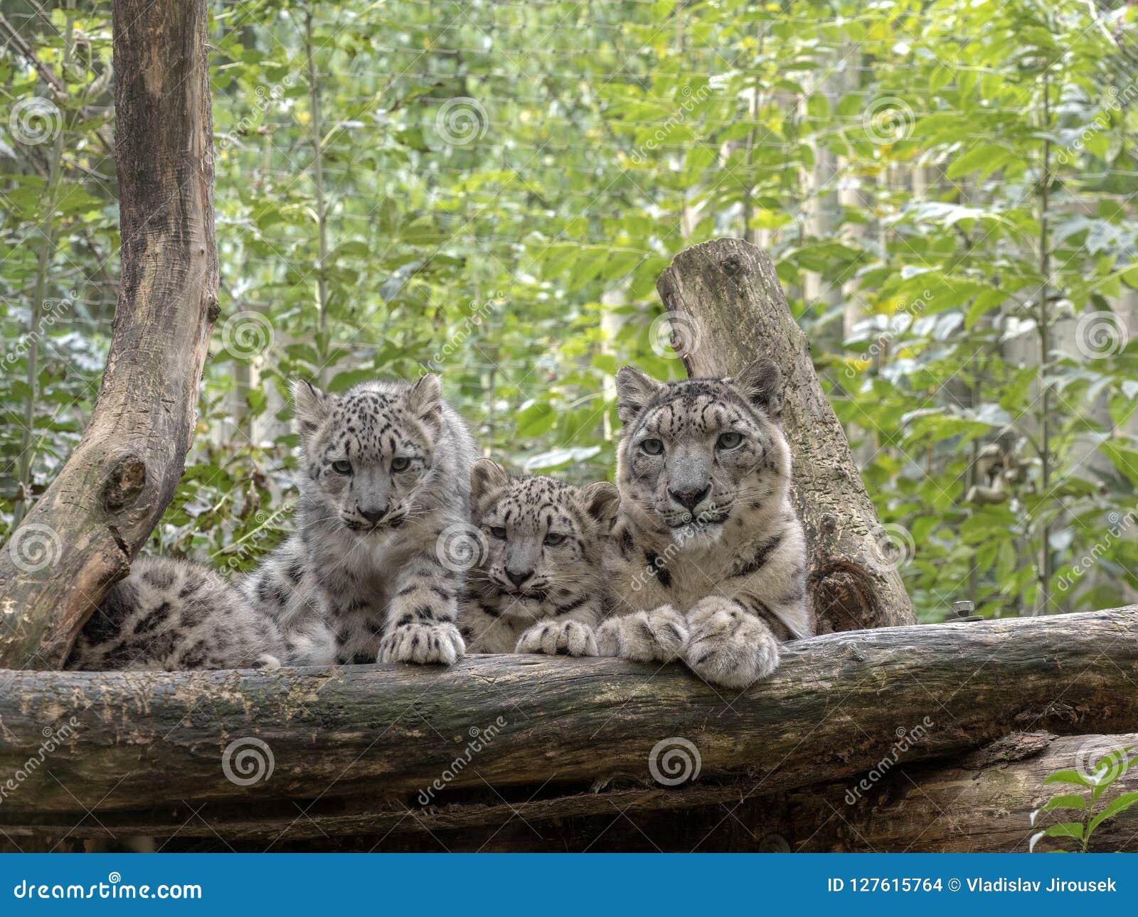 Snow Leopard, Uncia Ounce, Female with Cabs Stock Photo - Image of cute ...