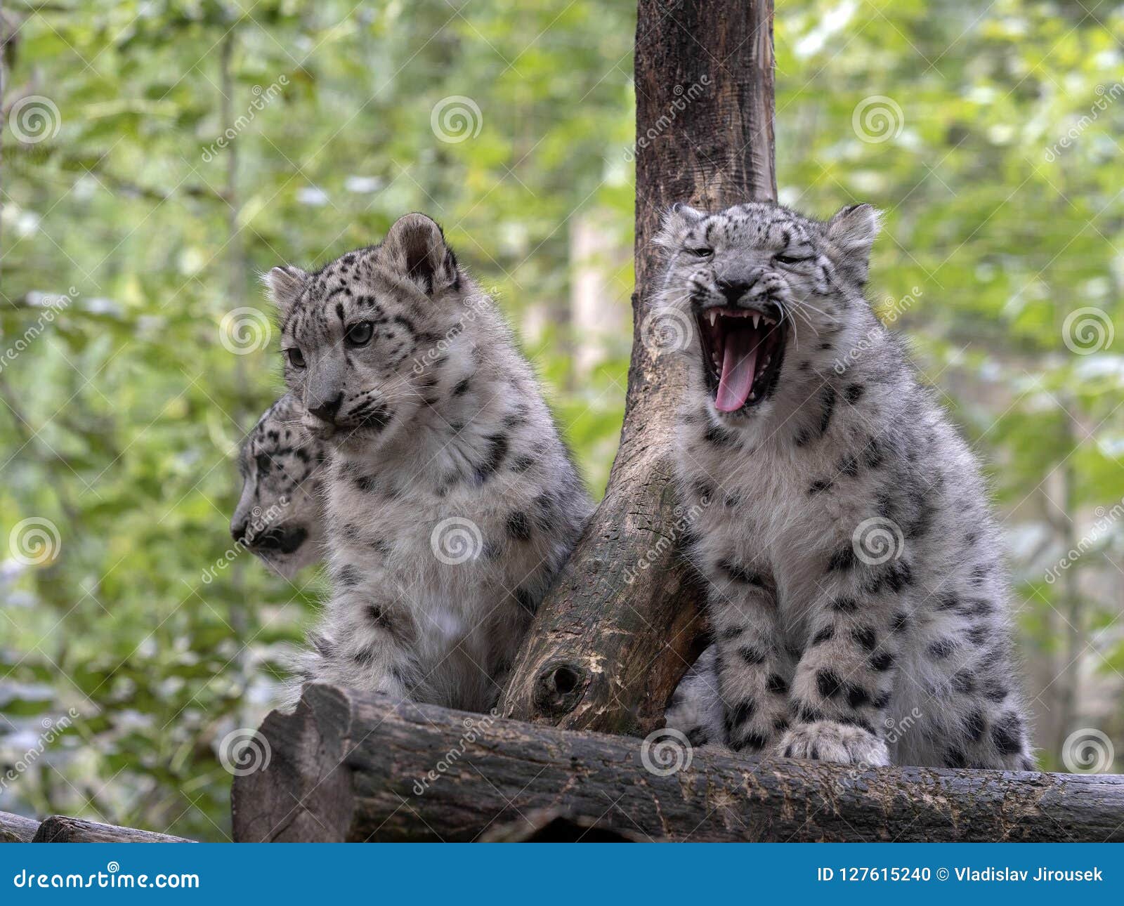 Snow Leopard, Uncia Uncia, Three Cabs Stock Photo - Image of cabs ...