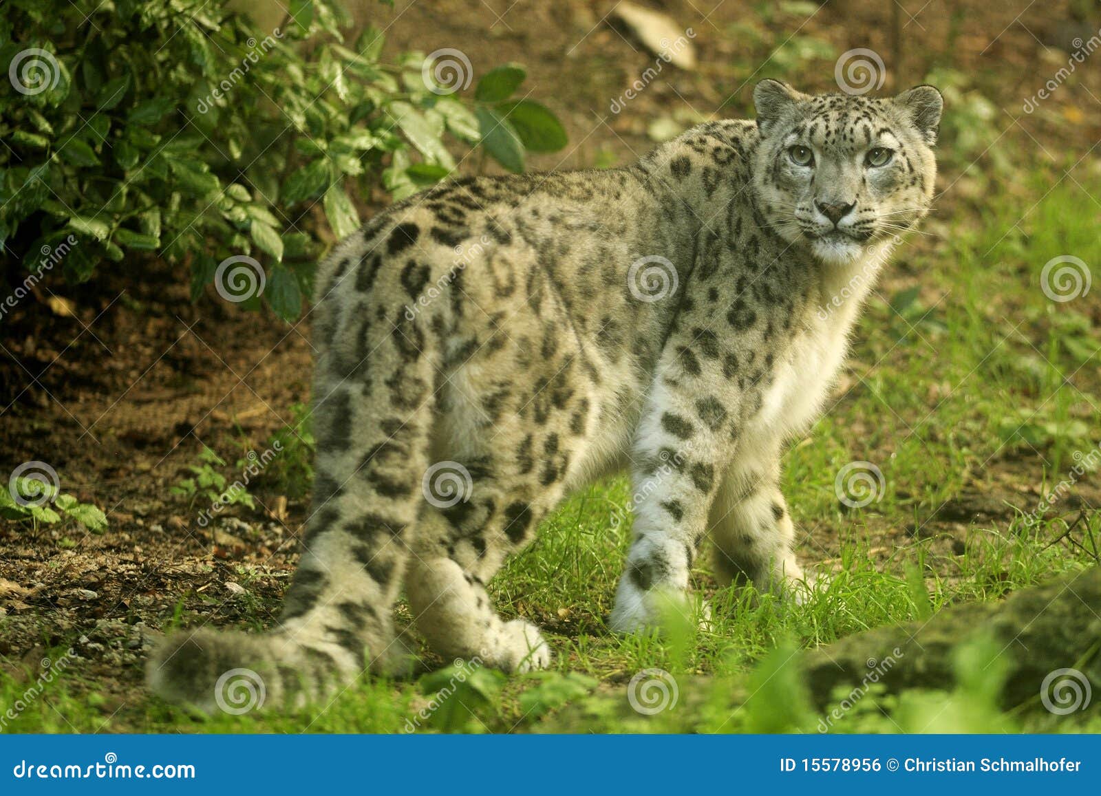 Snow Leopard (Uncia uncia) stock photo. Image of asia - 15578956