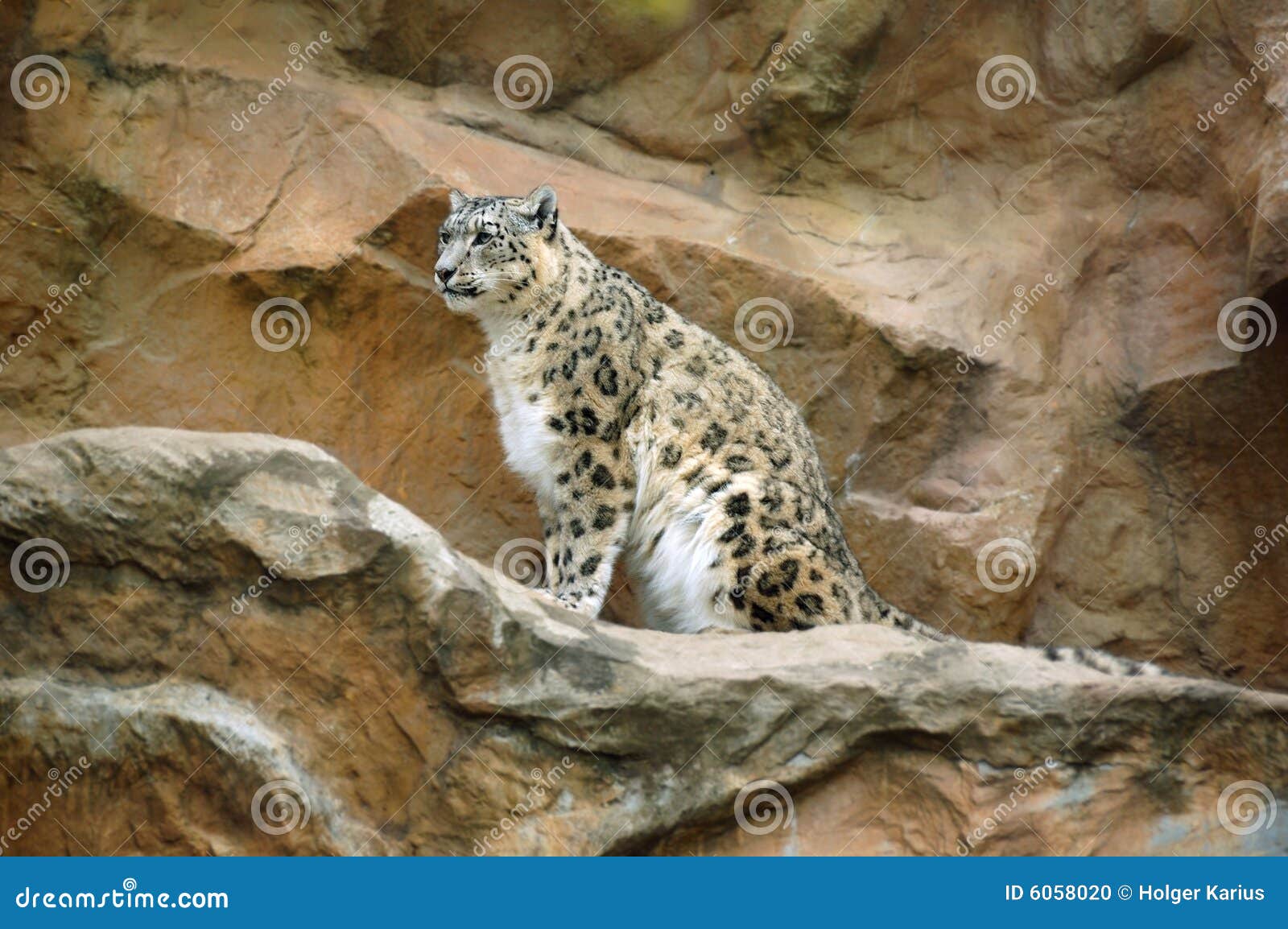 Snow leopard (Uncia uncia) stock photo. Image of species - 6058020