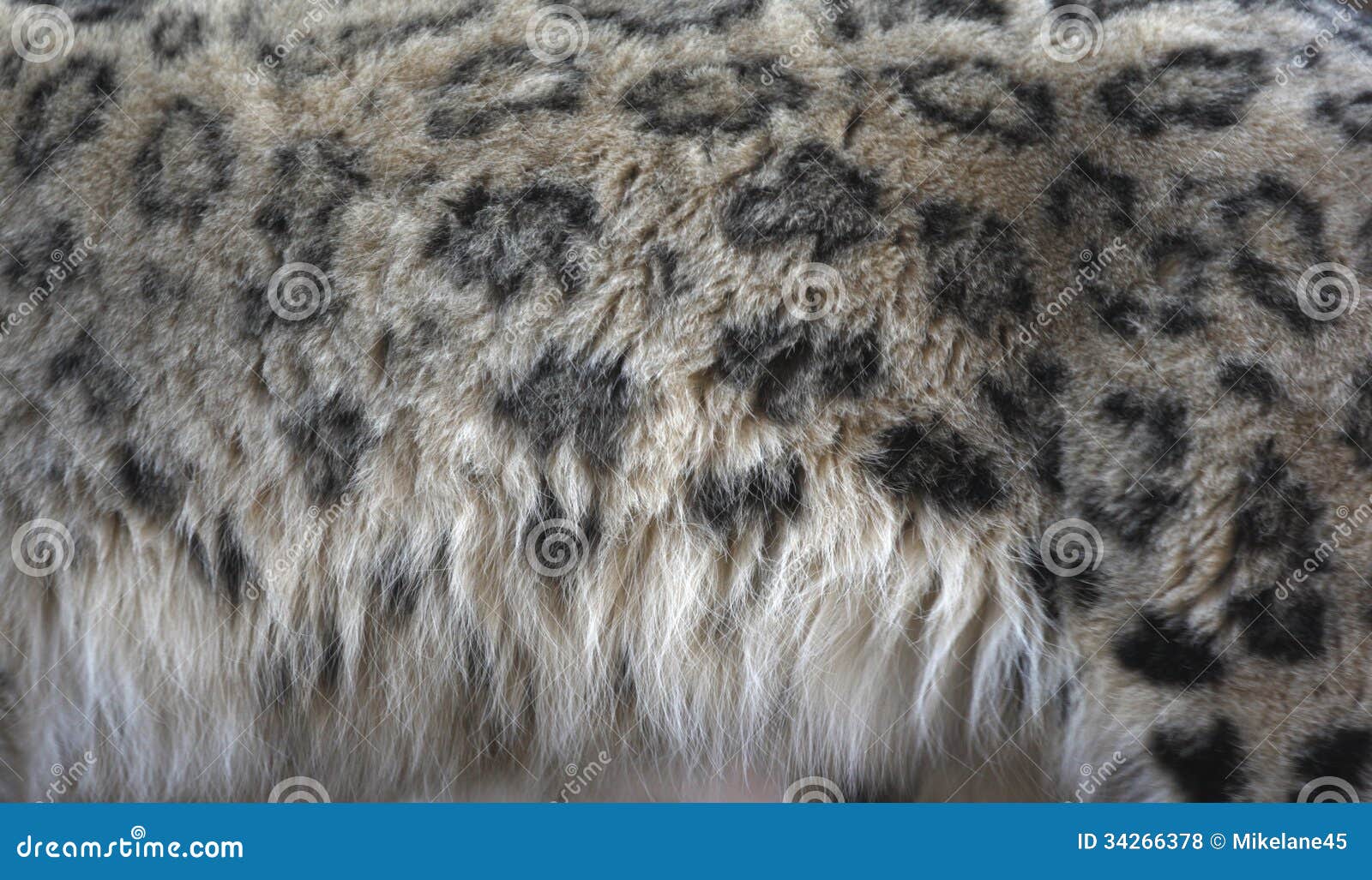 Snow Leopard Pelt