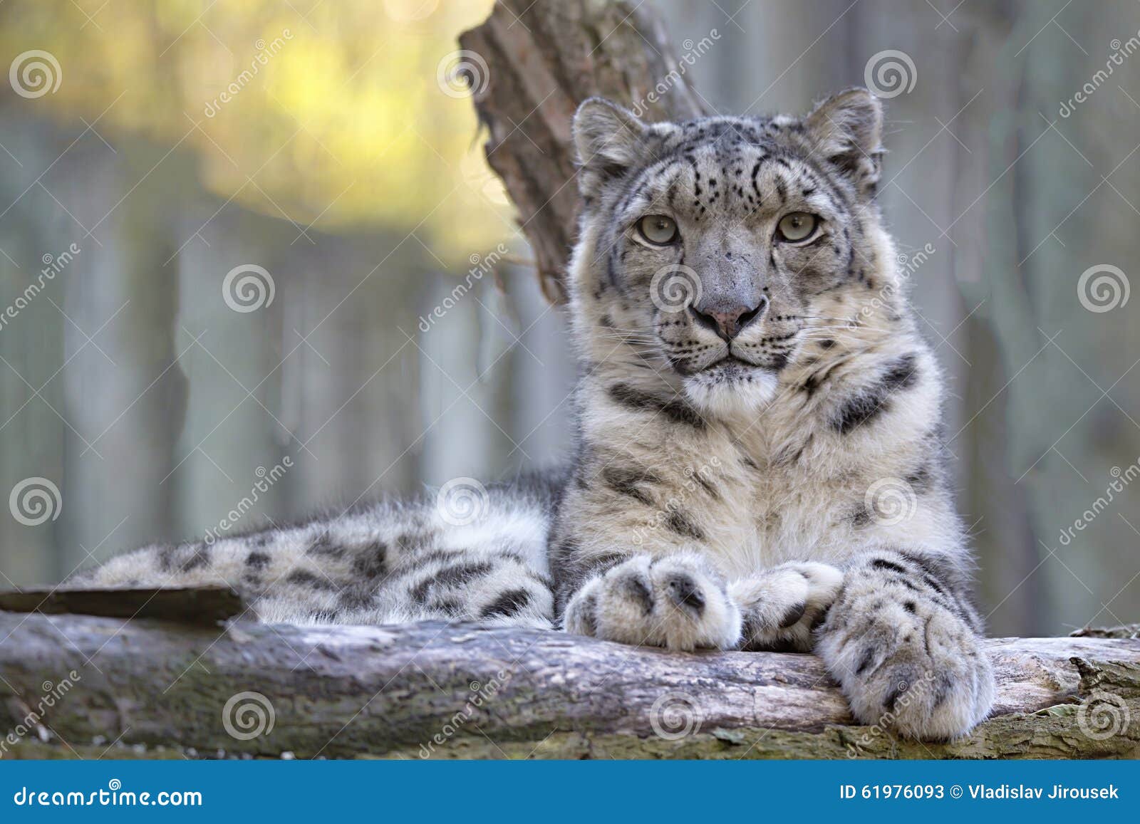 Snow Leopard, Uncia Uncia, Portrait. Stock Image - Image of large, head ...