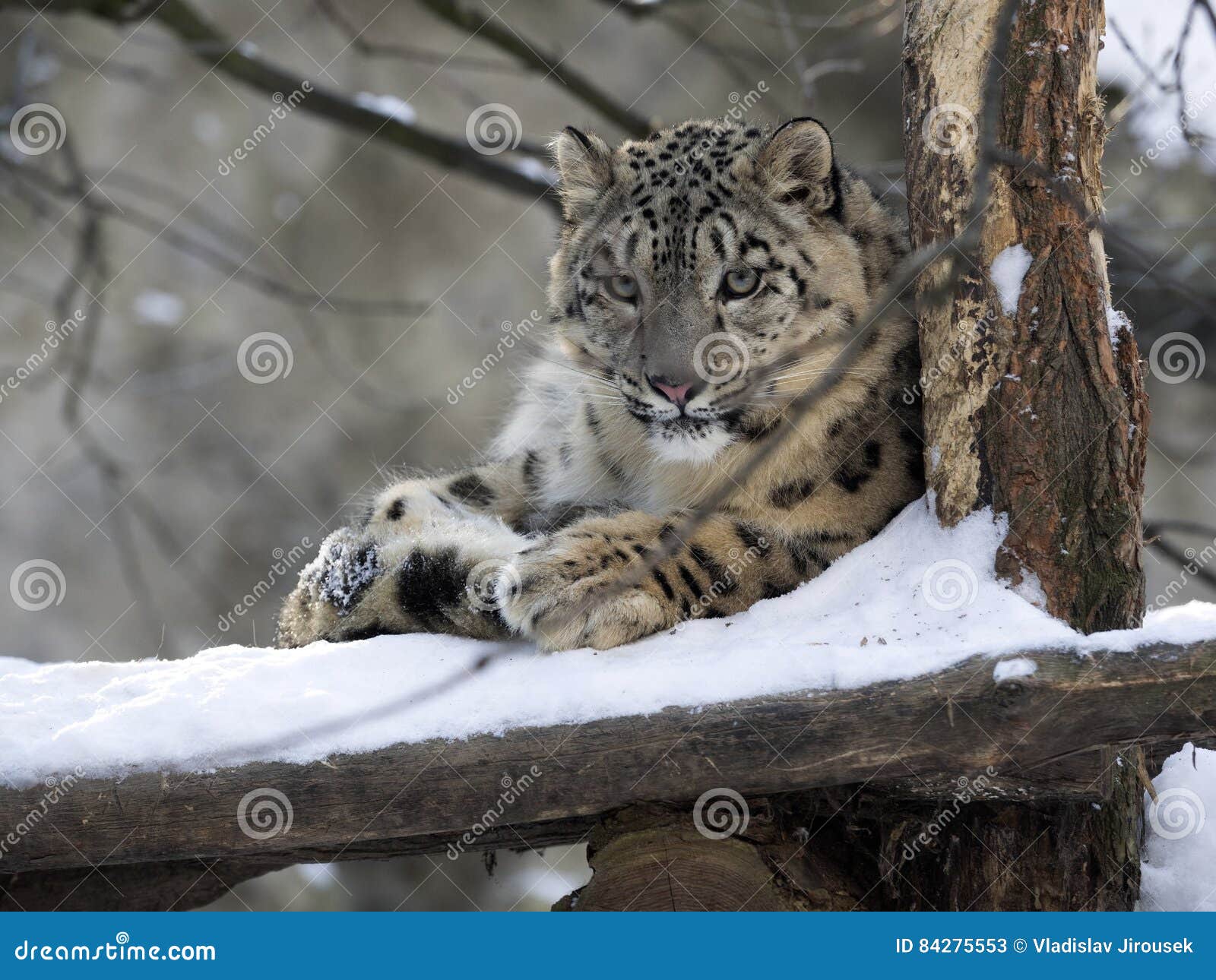 Snow Leopard Uncia Uncia, Resting in the Snow Stock Image - Image of ...