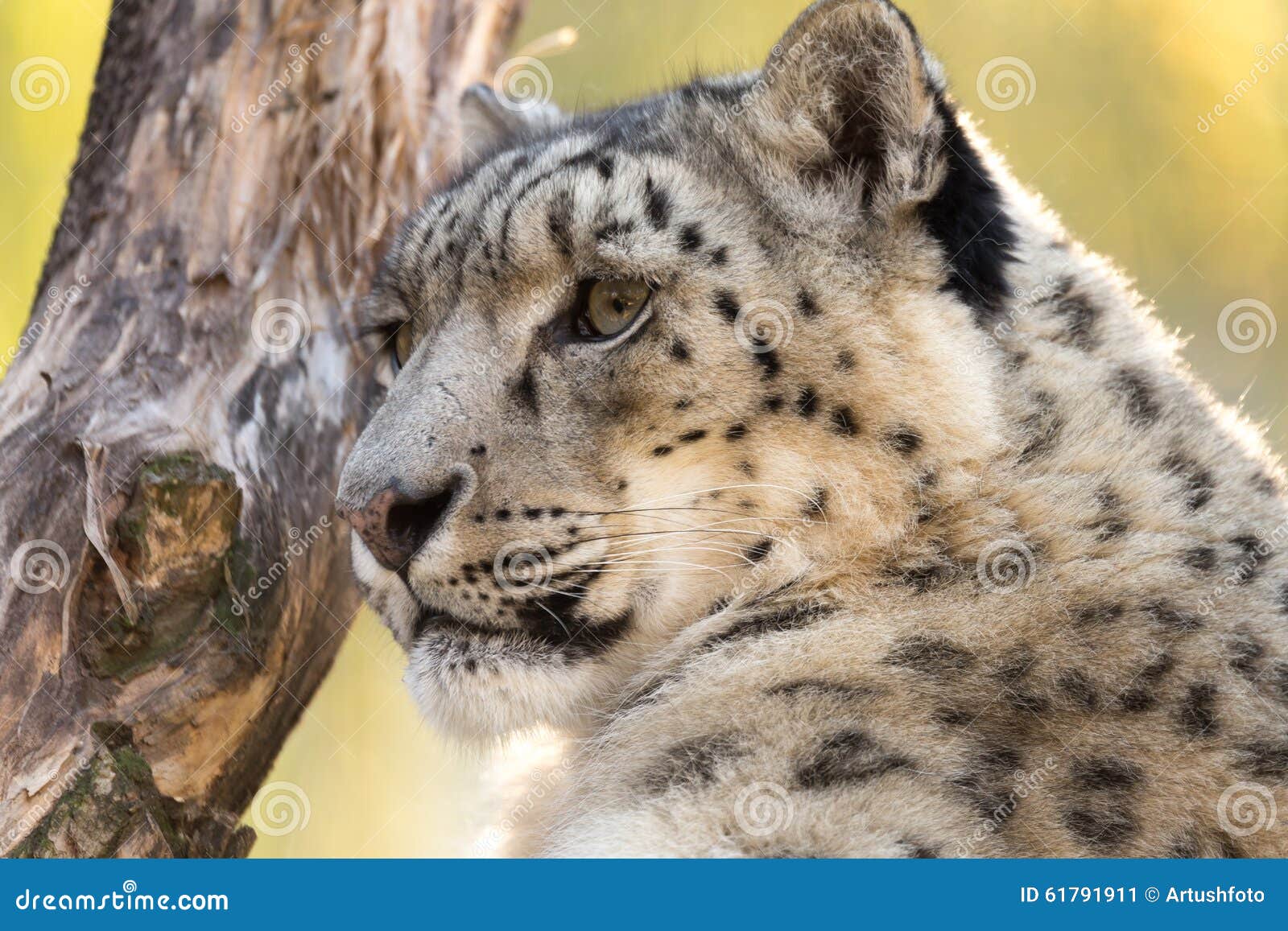 Snow leopard, Uncia uncia stock image. Image of mammal - 61791911
