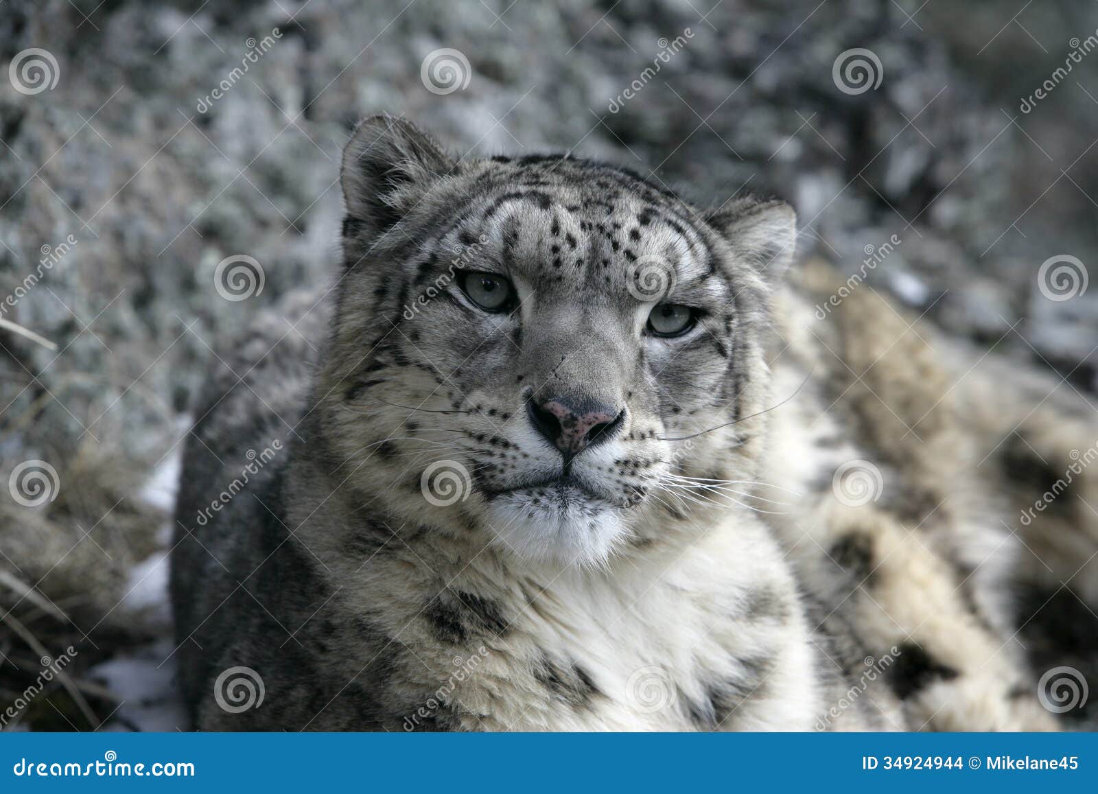 Snow leopard, Uncia uncia stock photo. Image of mammal - 34924944