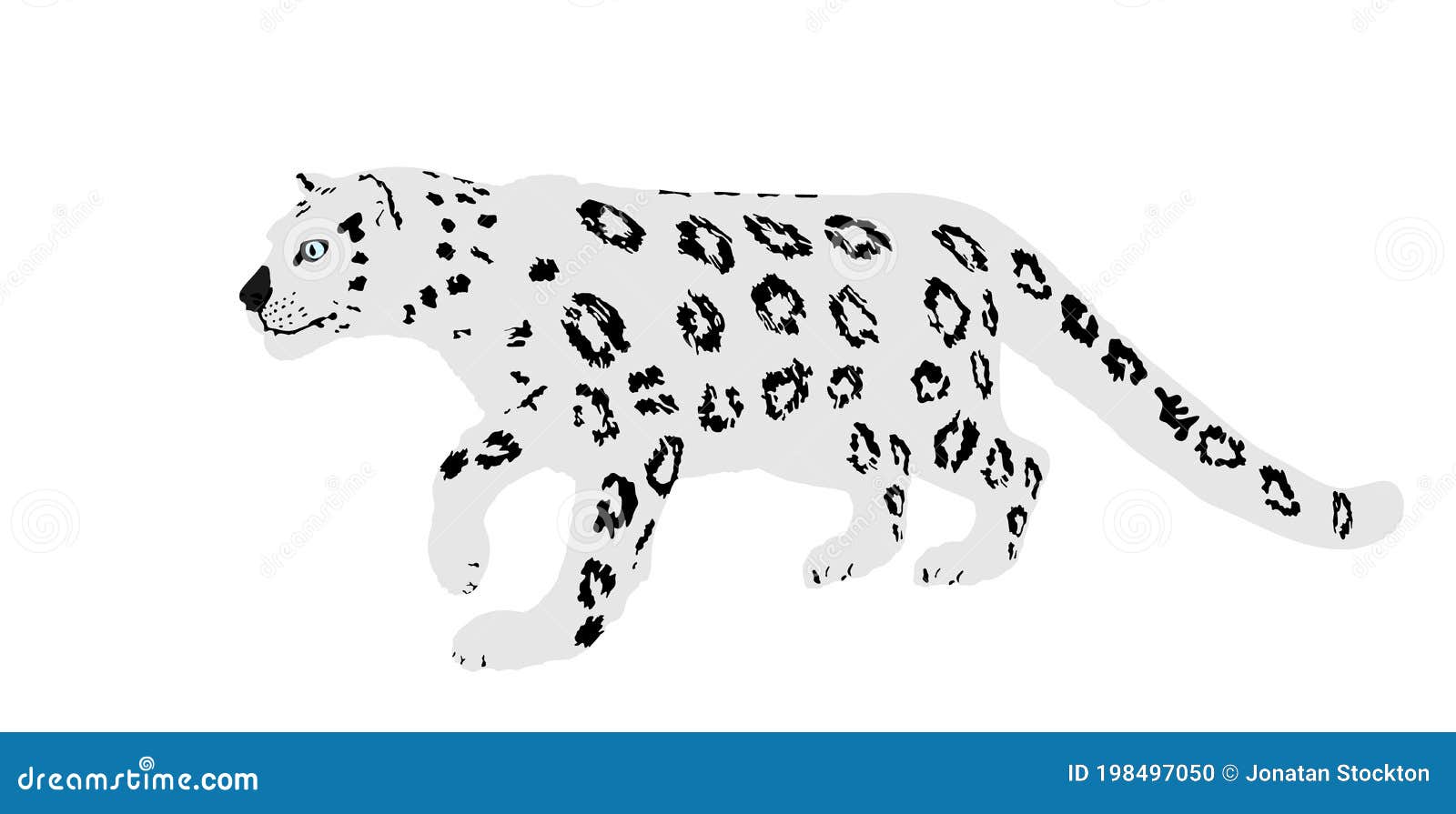 Snow Leopard Vector Illustration Isolated On White Background. Wild Cat ... Snow Leopard Vector Illustration Isolated On White Background. Wild Cat ...