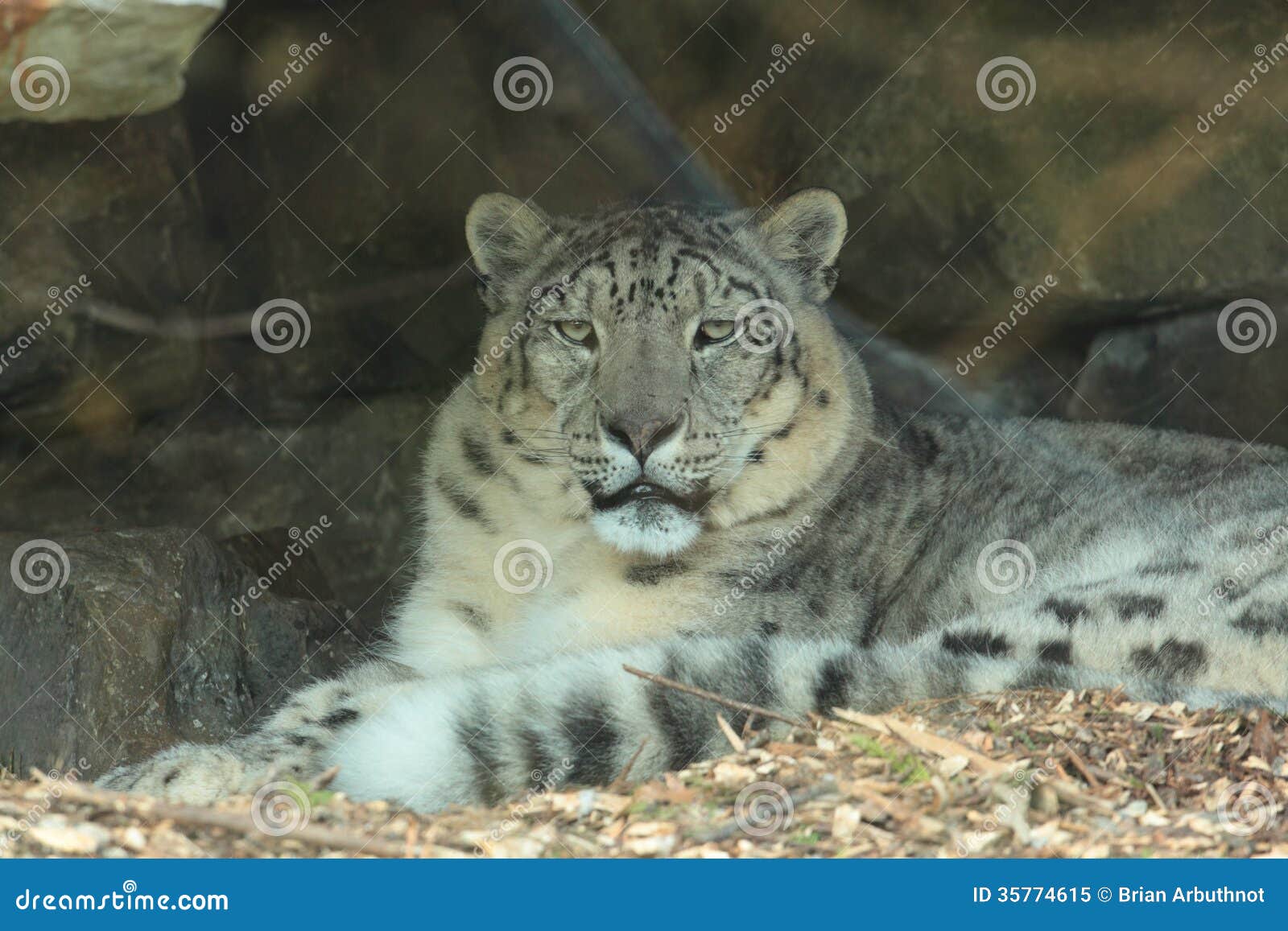 Snow leopard. stock image. Image of frontal, wildlife - 35774615